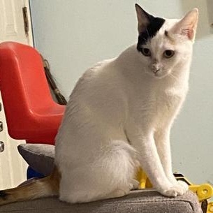 Cat for adoption - Sally, a Turkish Van & Calico Mix in CINCINNATI, OH ...