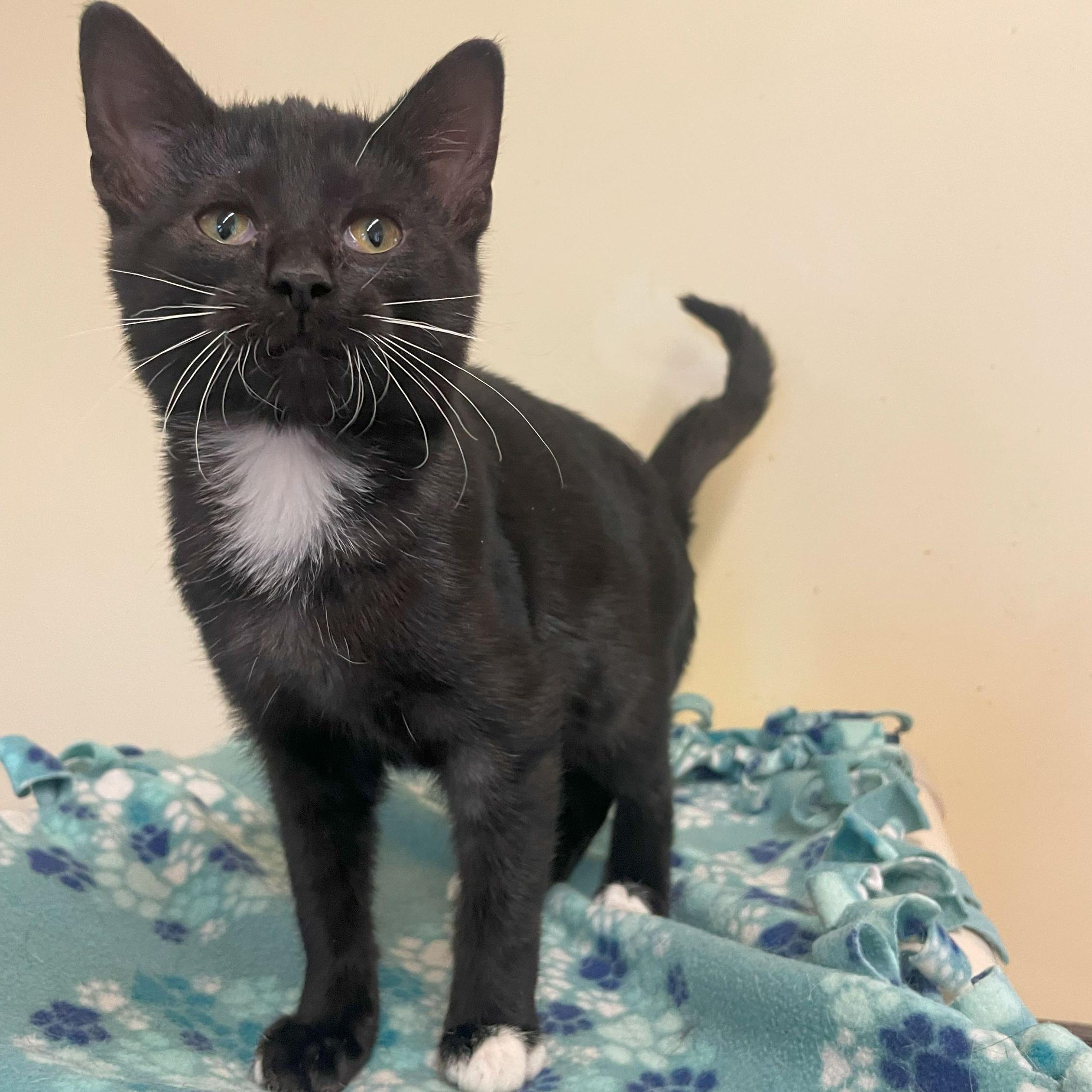 Cat for adoption - Odette, a Domestic Short Hair in Rochester, MN ...