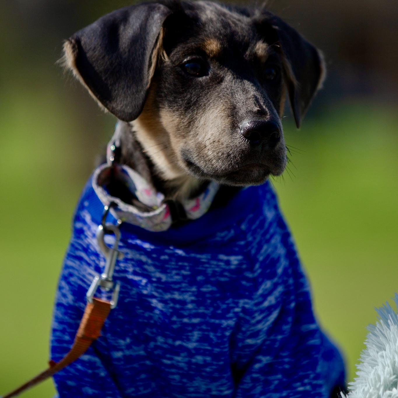 Dog for adoption - Miles, a Shepherd & Pit Bull Terrier Mix in Downers ...