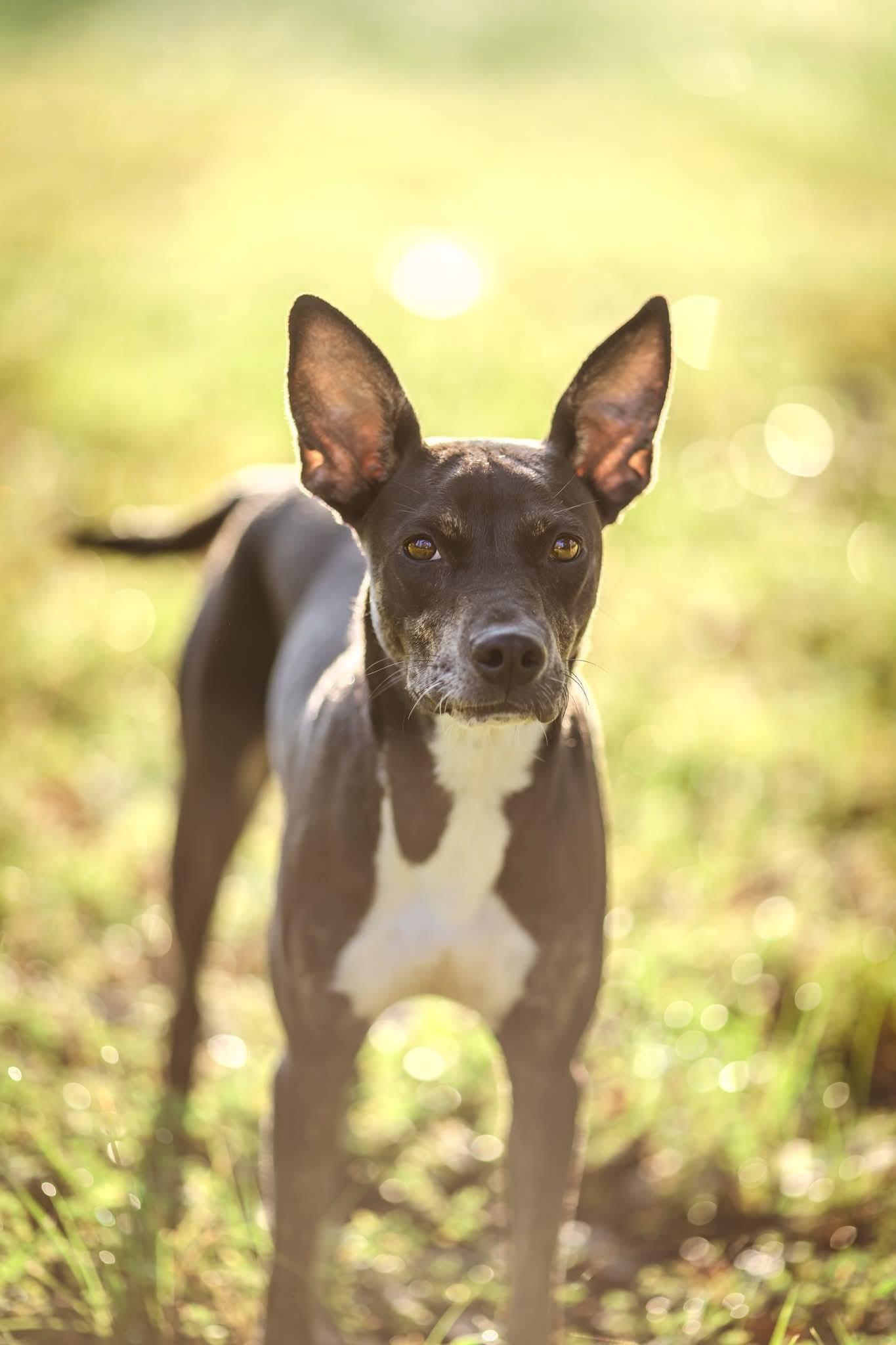 Dog for adoption - Jubilee (aka Jojo), an Australian Cattle Dog / Blue ...