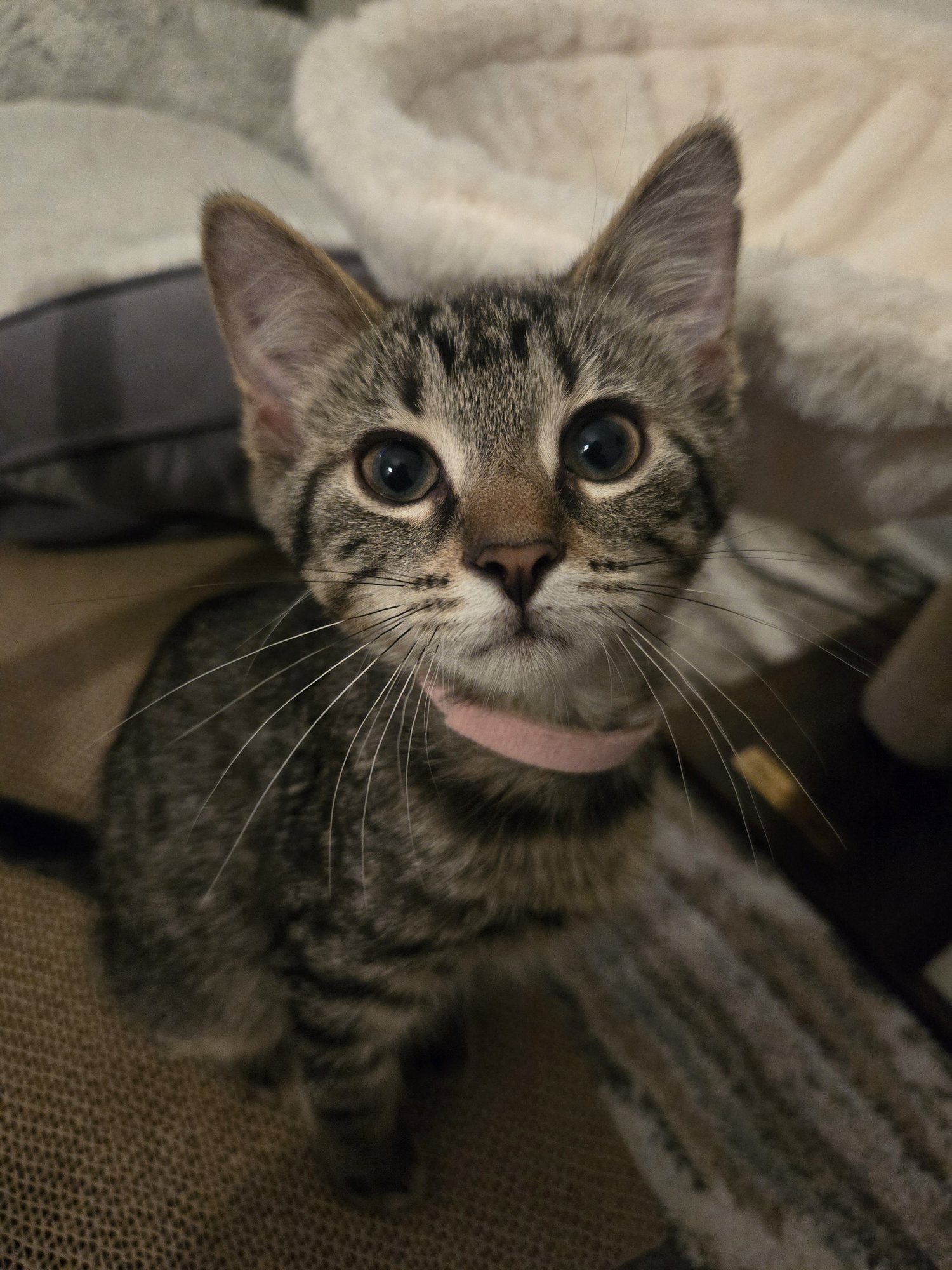 Cat for adoption - Jolie, a Domestic Short Hair in Milwaukee, WI ...