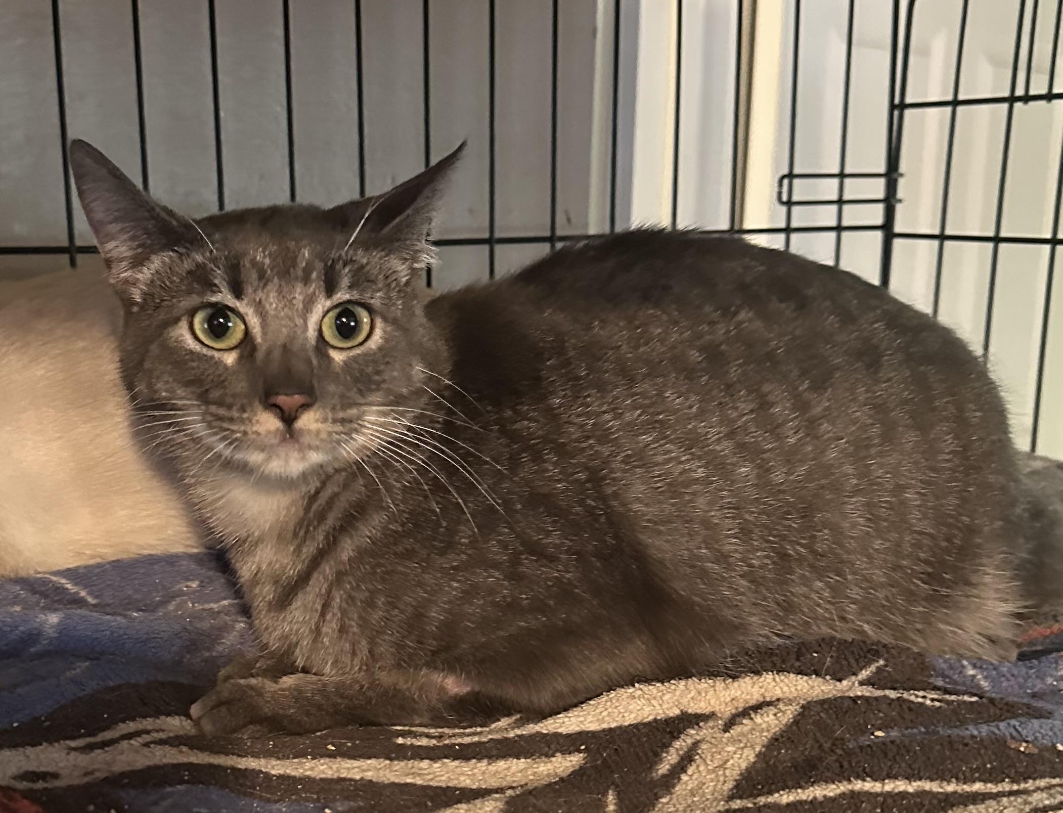 Cat for adoption - West, a Domestic Short Hair in Lake Worth, FL ...