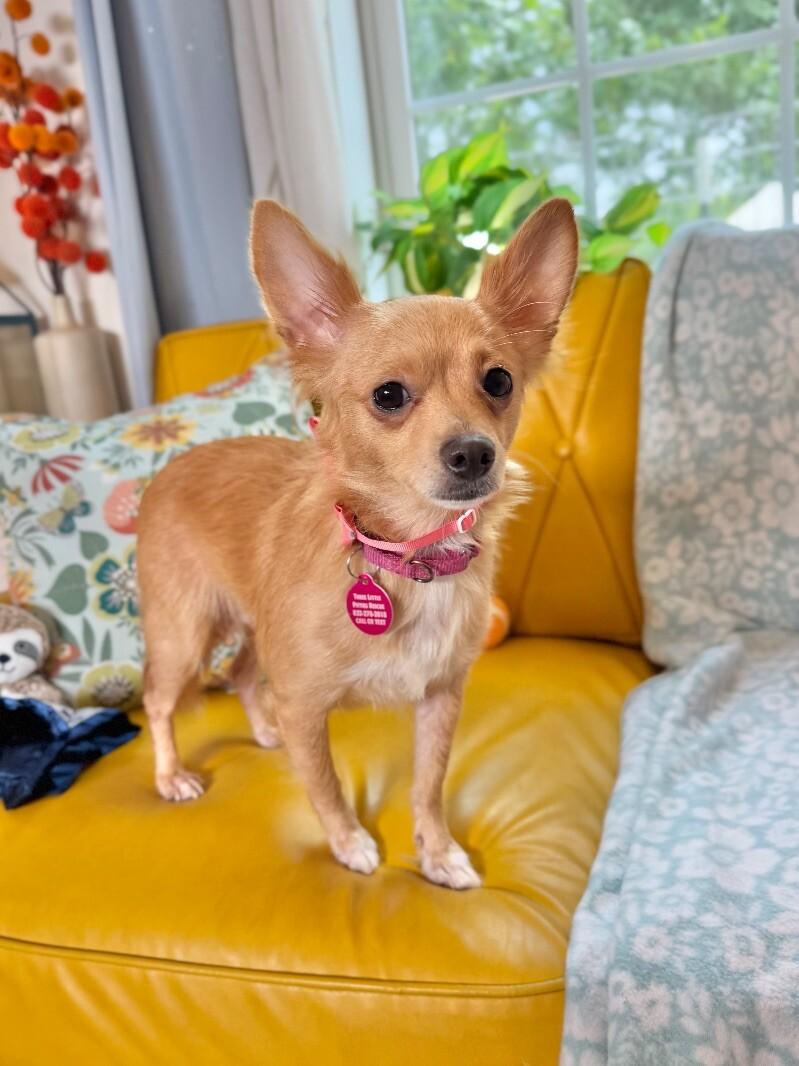 Dog for adoption - Foxy Biloxi, a Chihuahua & Pomeranian Mix in Provo ...