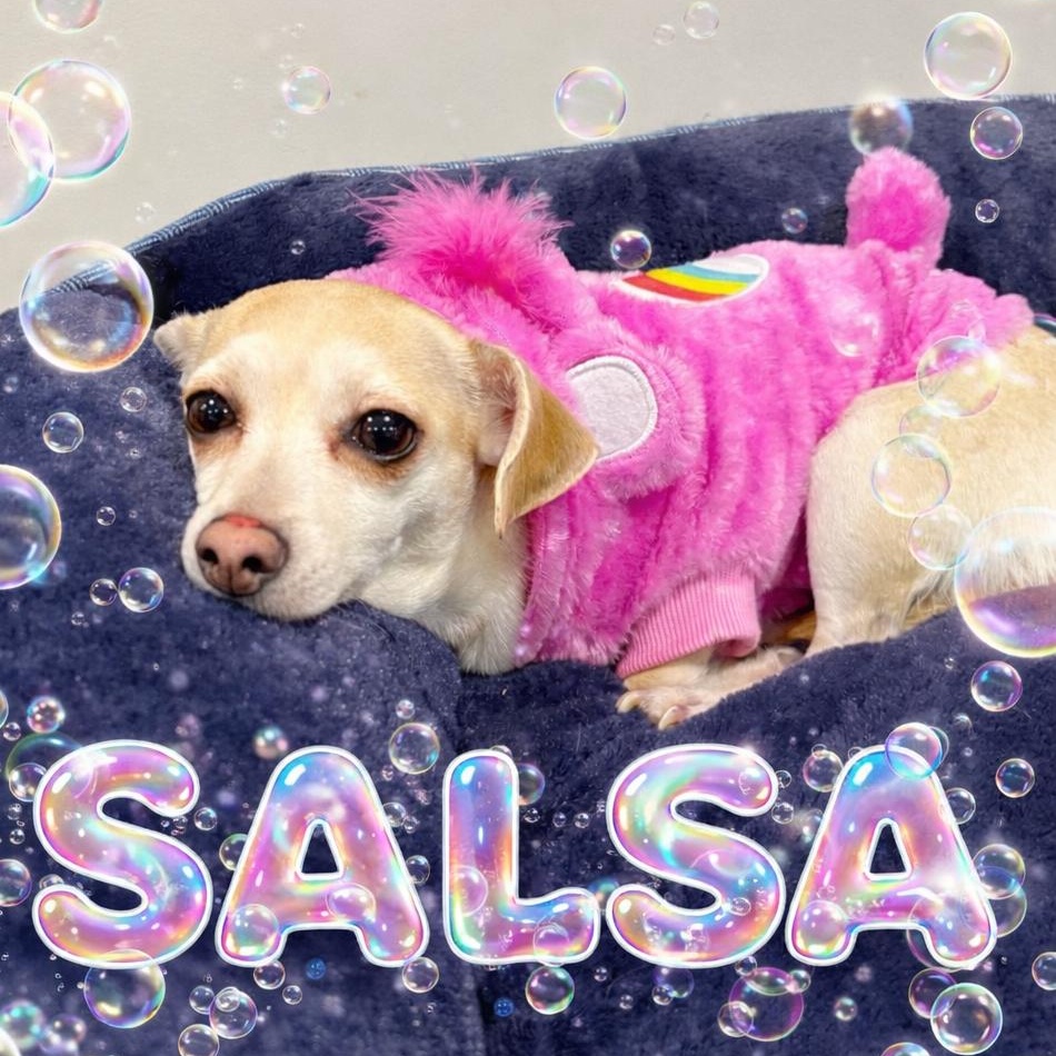 Salsa - Adoptable Pet | Petfinder | Petfinder