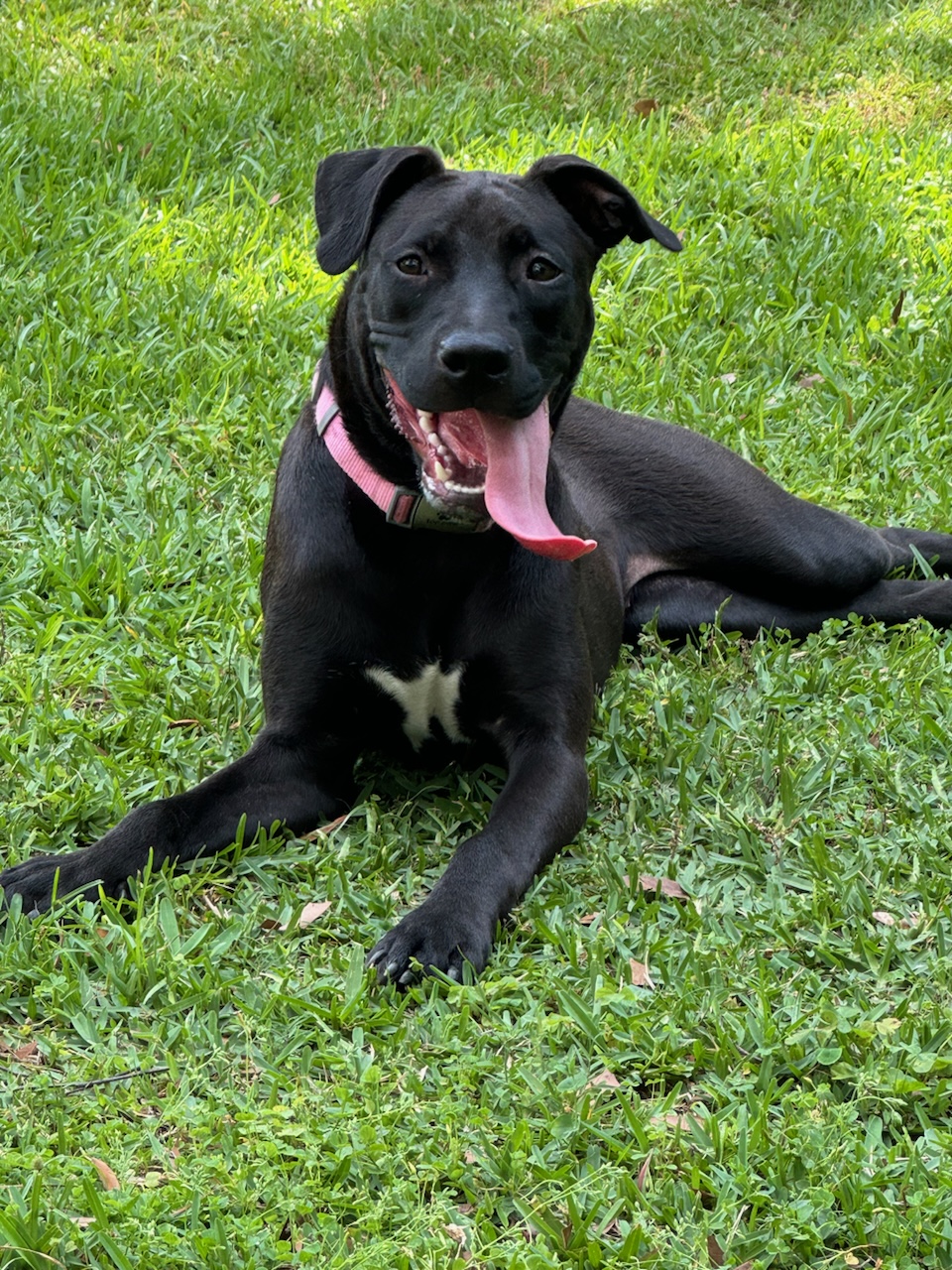 Dog for adoption - Gypsy the Boxador, a Black Labrador Retriever ...