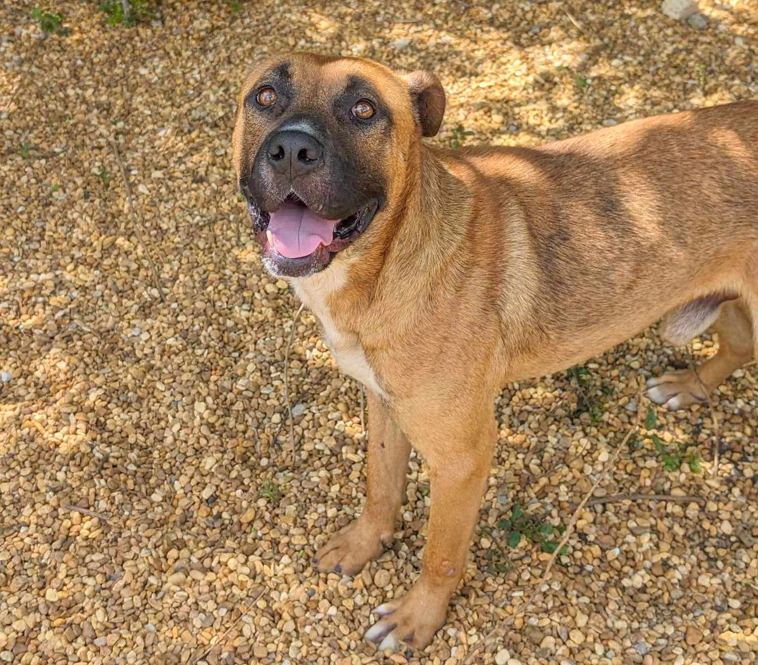 Dog for adoption - Sonny, a Boxer & Black Mouth Cur Mix in Anniston, AL ...