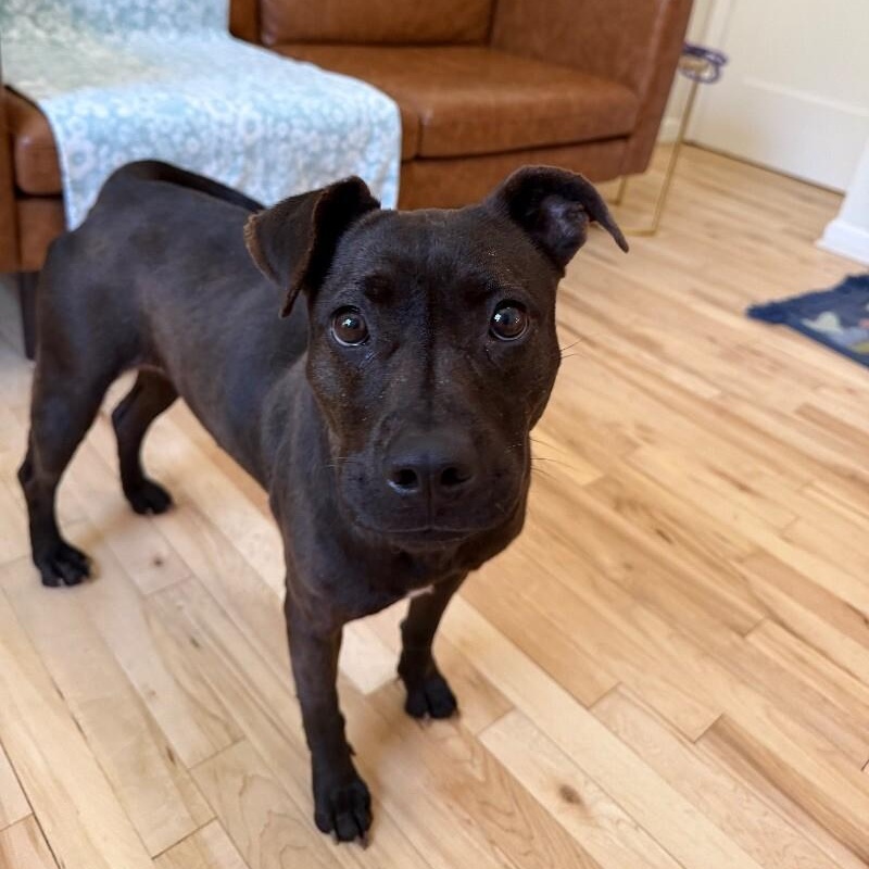 Dog for adoption - Mary Puppins the Perfect Pocket Pittie, a Pit Bull ...