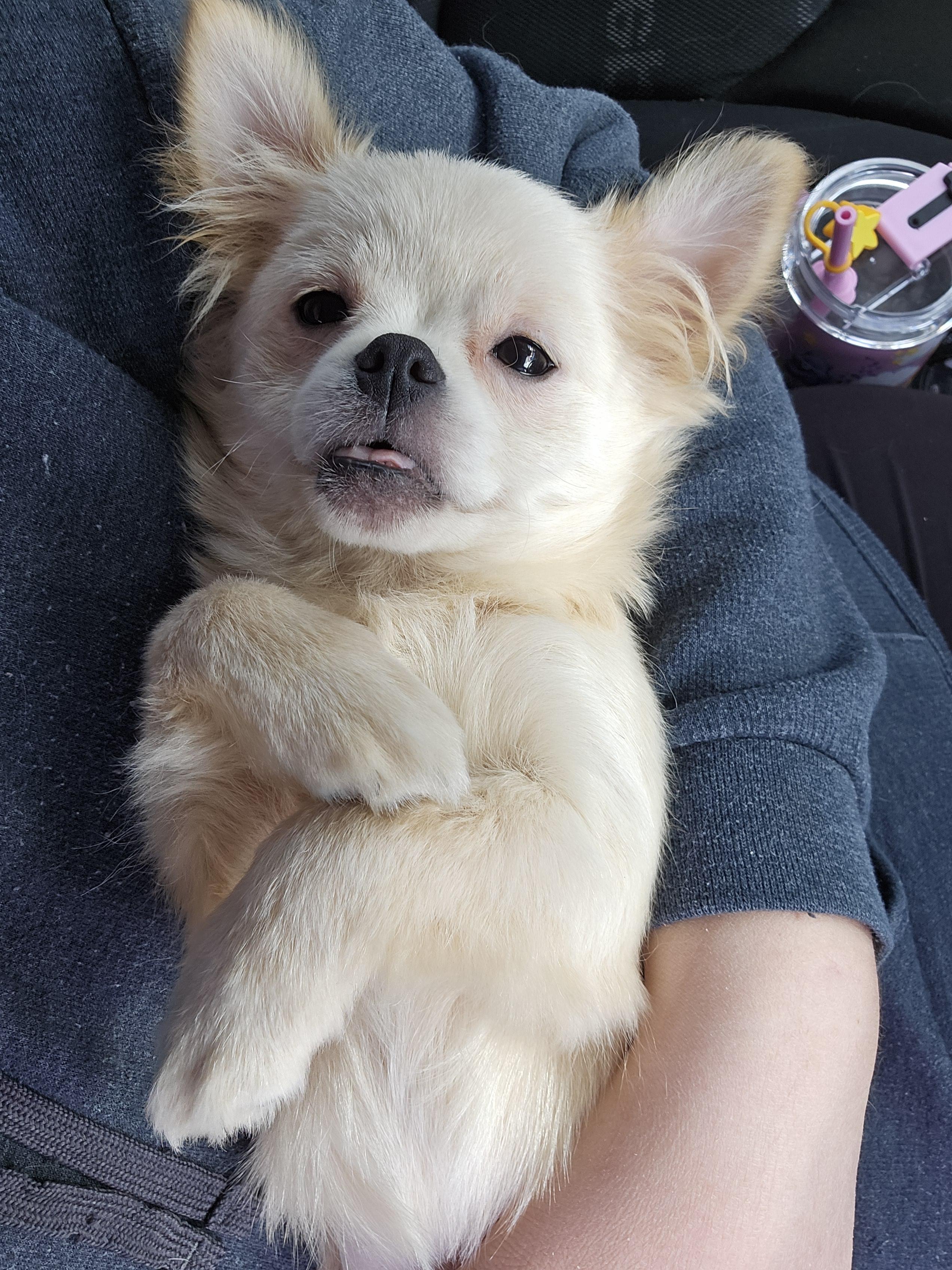 Zephyr - Adoptable Pet | Petfinder | Petfinder