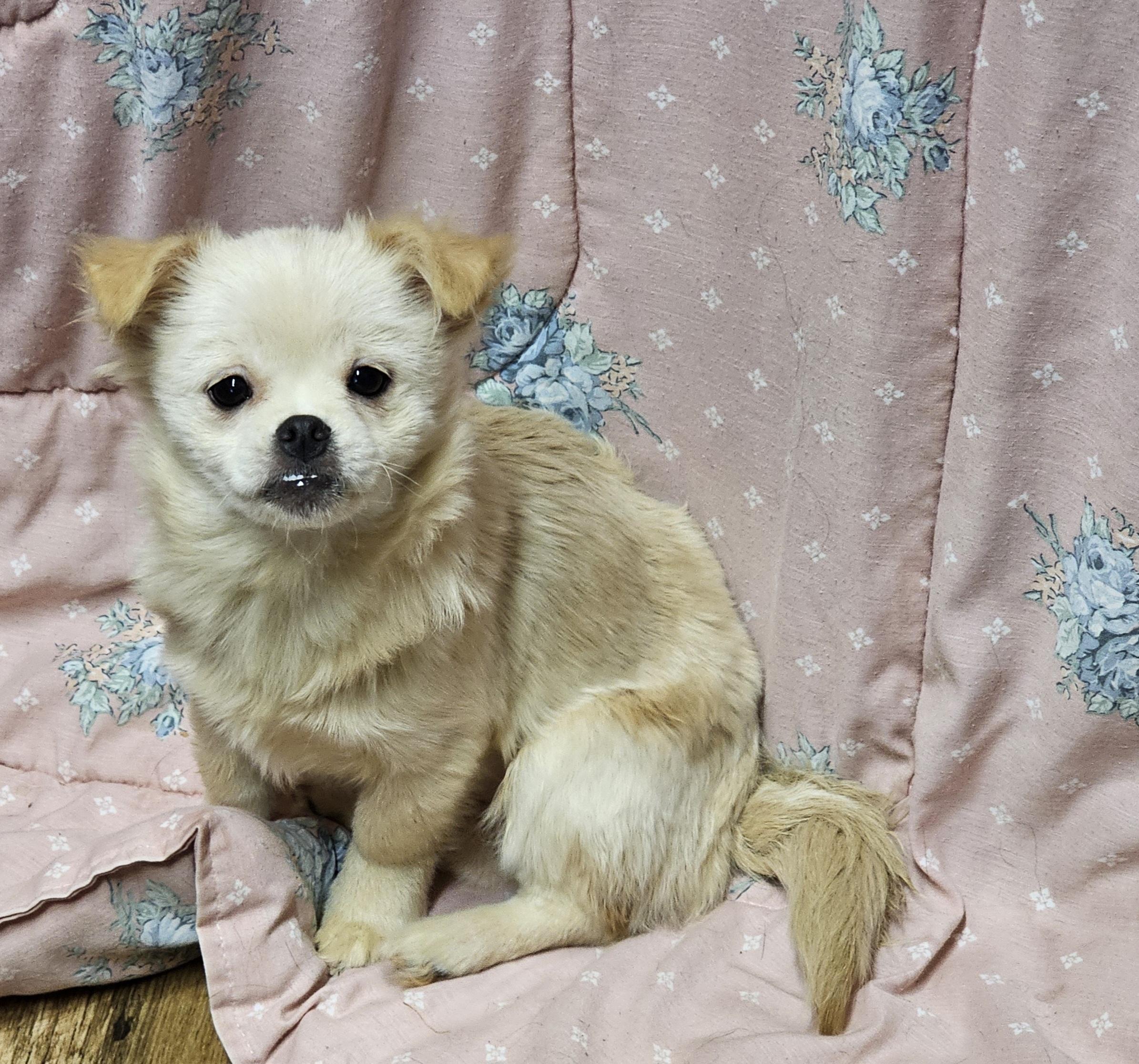 Zephyr - Adoptable Pet | Petfinder | Petfinder