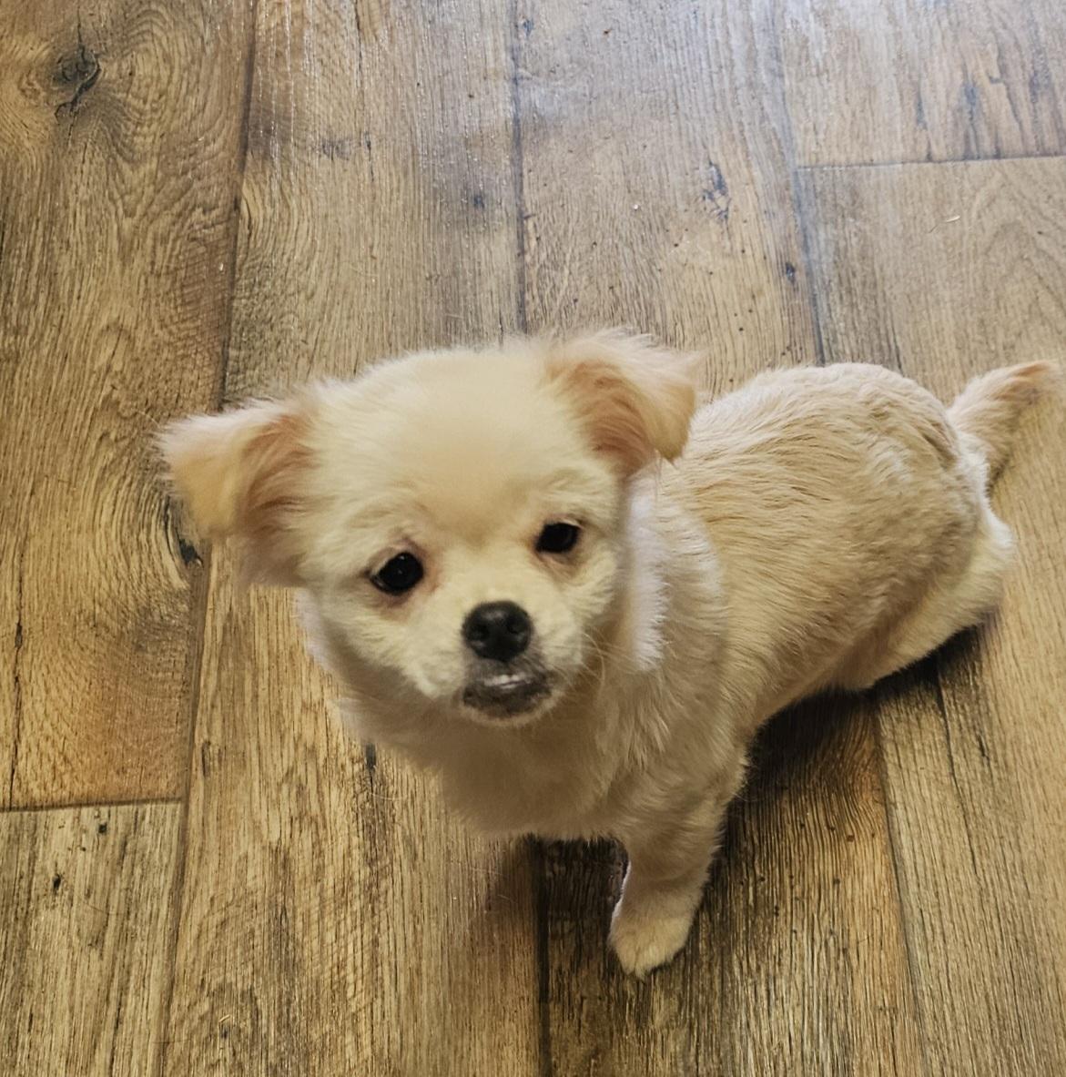 Zephyr - Adoptable Pet | Petfinder | Petfinder
