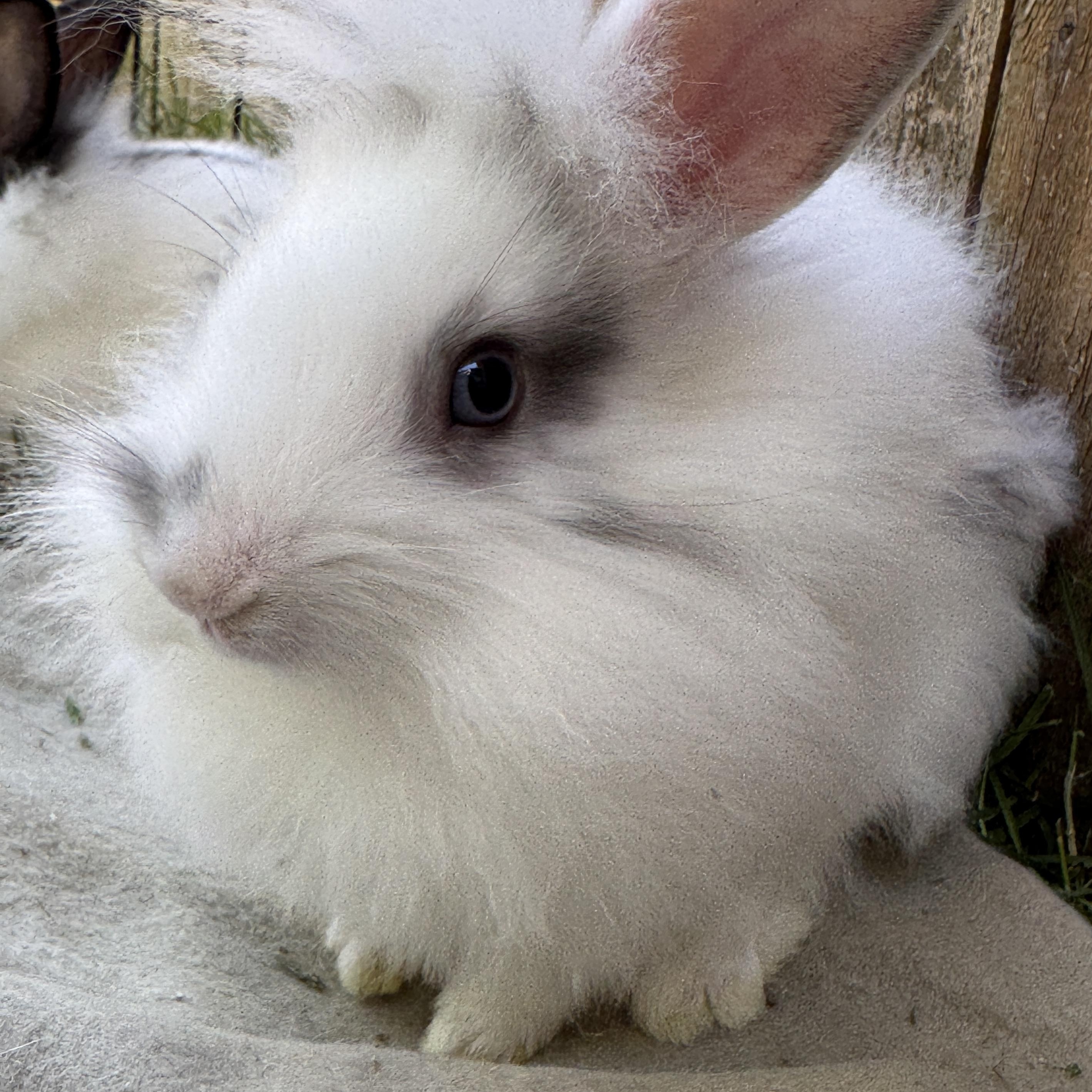 Rabbit for adoption - Gojo *boy, a Lionhead & English Spot Mix in ...