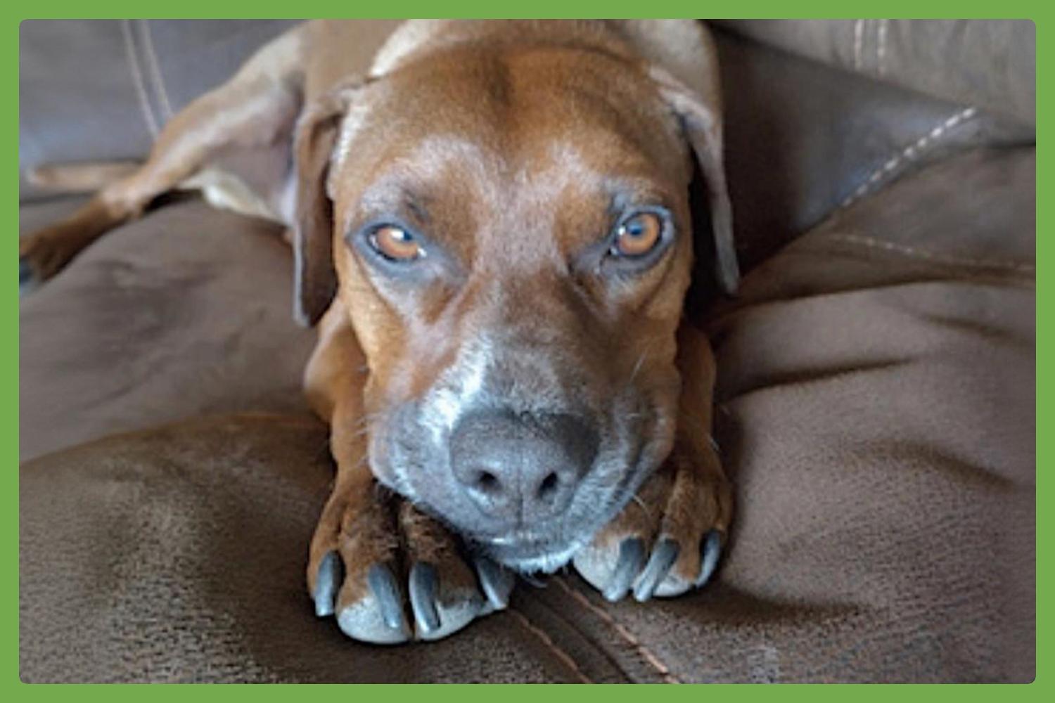 Dog for adoption - Ginger, a Mountain Cur & Rhodesian Ridgeback Mix in ...