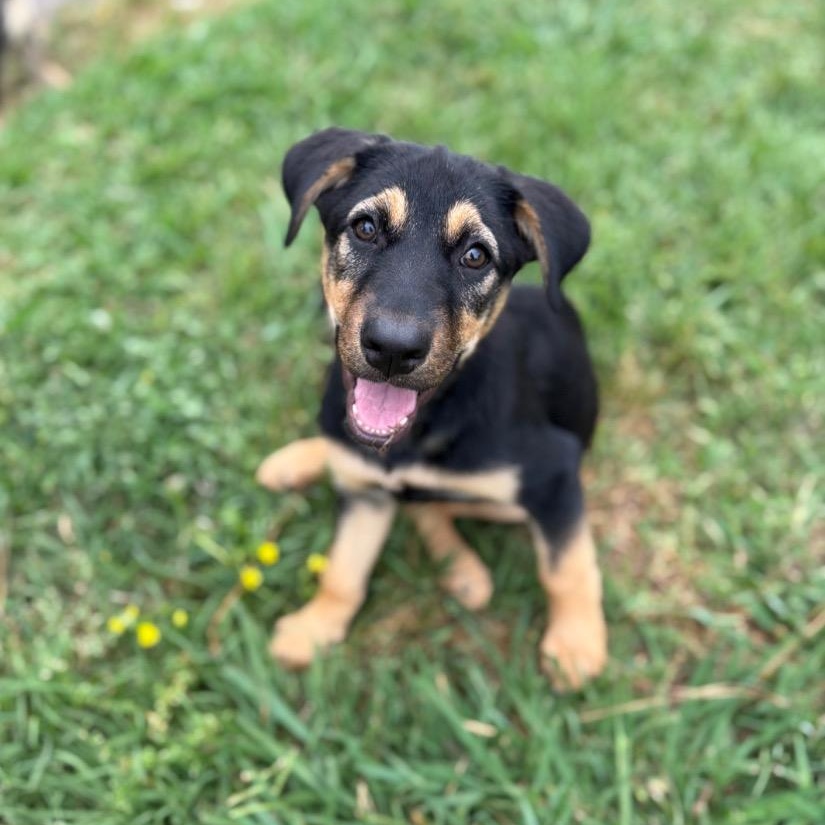 Dog for adoption - Sookie, a German Shepherd Dog in Farmington, UT ...