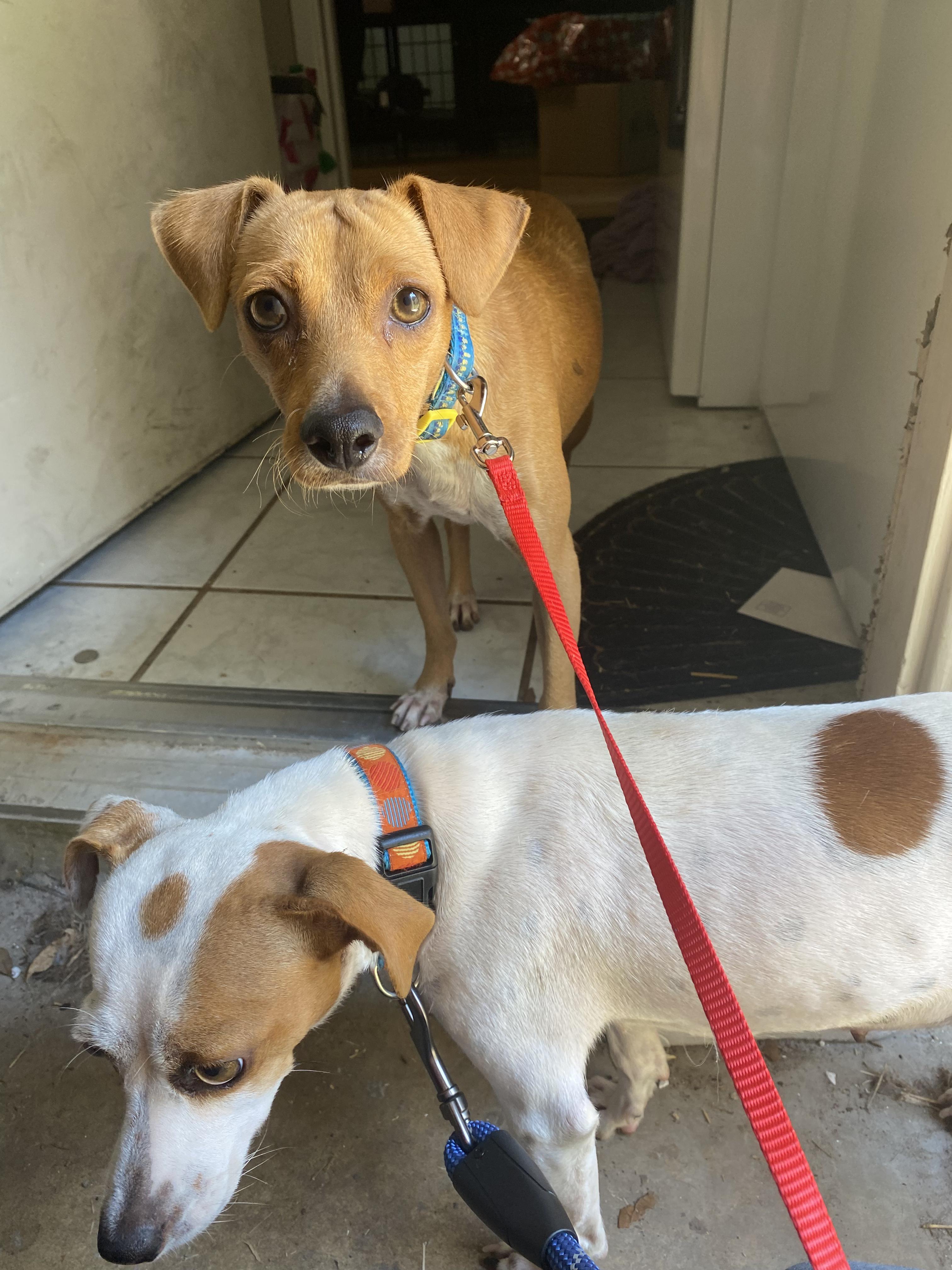 Dog for adoption - Dougie and Marge, a Chihuahua & Jack Russell Terrier Mix in Boston, MA ...