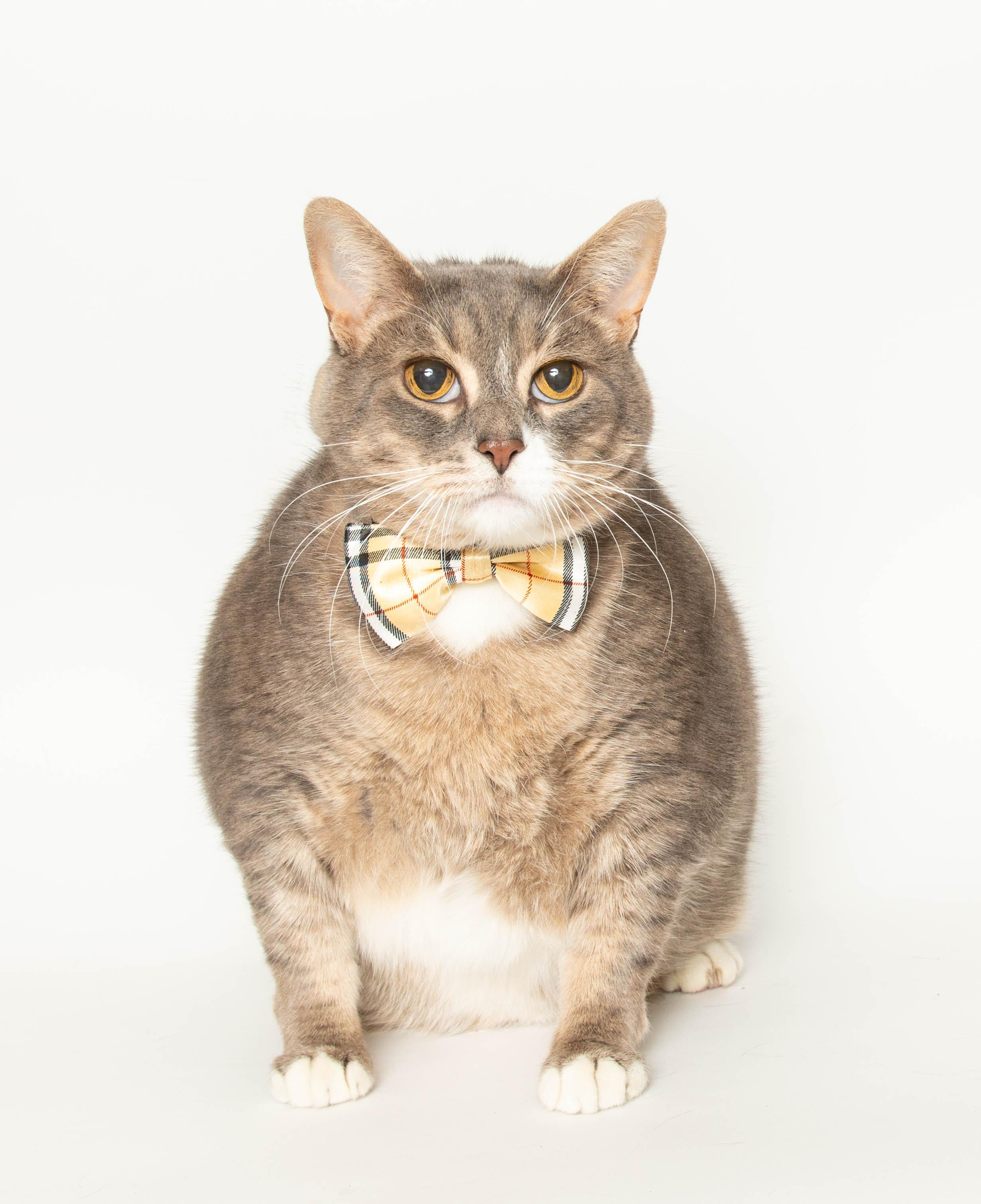 Cat for adoption - MURPHY, a Domestic Short Hair in Wyandotte, MI ...