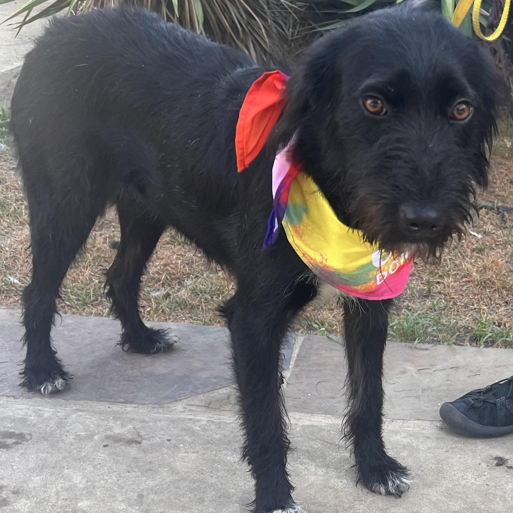 Hurst Animal Control in Hurst, TX