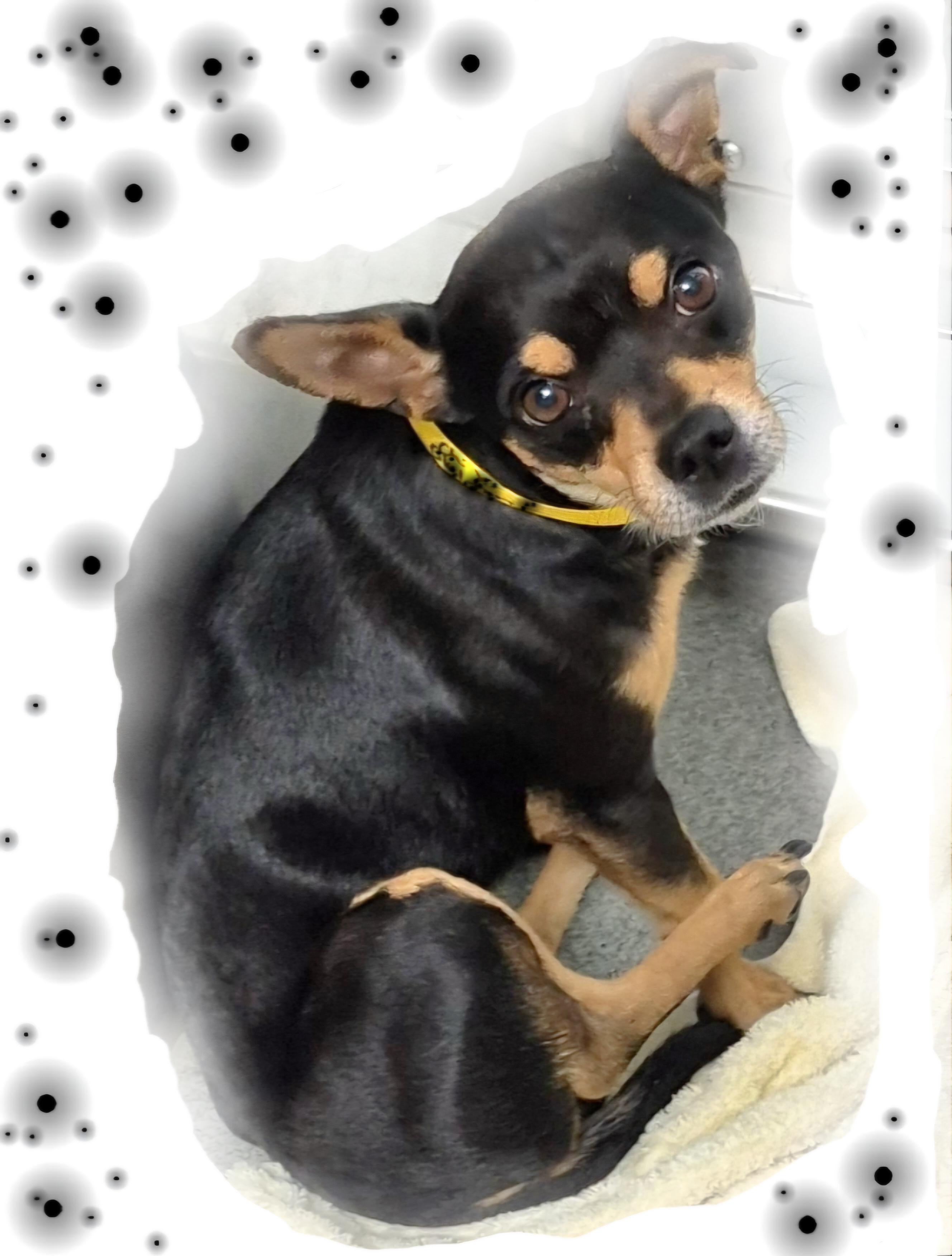 Dog for adoption - Peanut!, a Chihuahua & Miniature Pinscher Mix in ...