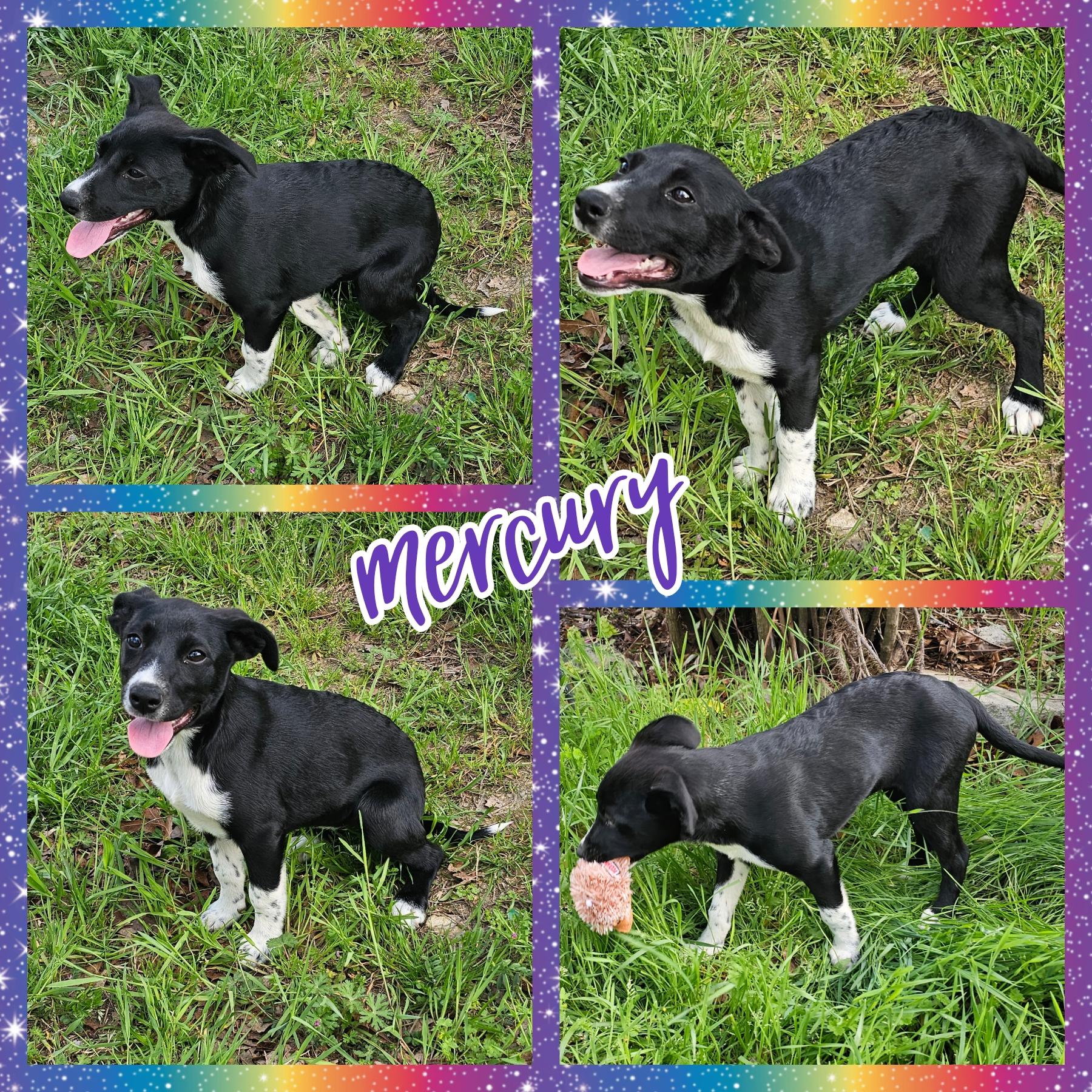 Dog for adoption - Mercury, a Border Collie & English Pointer Mix in ...