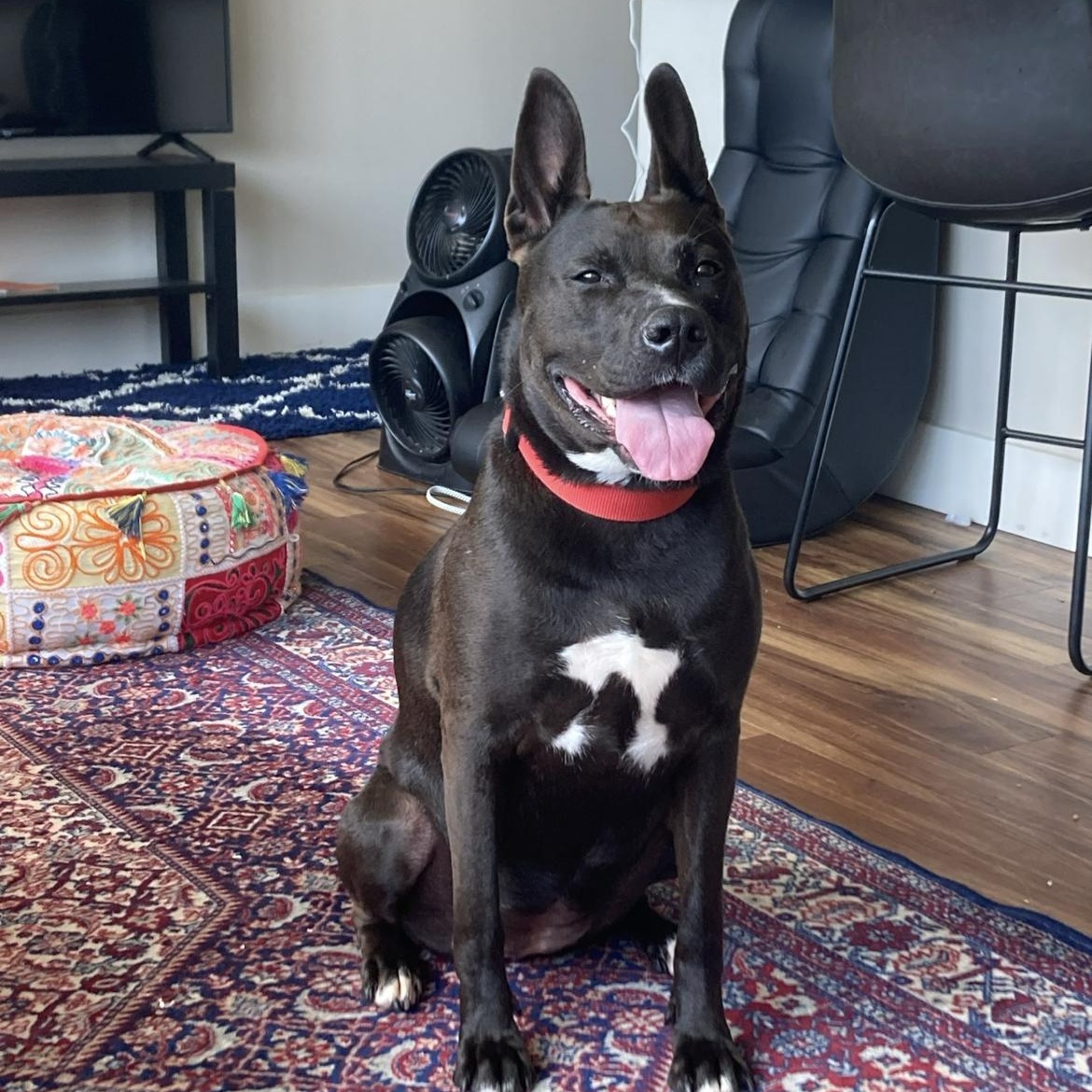 Dog for adoption - Luffy, a Pit Bull Terrier & German Shepherd Dog Mix ...