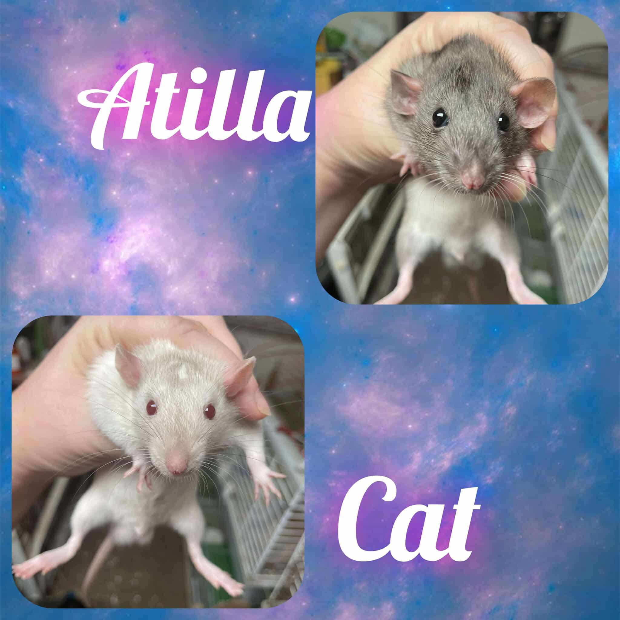 Rat for adoption - Atilla and Cat: video!!, a Rat in Edinburg, PA ...