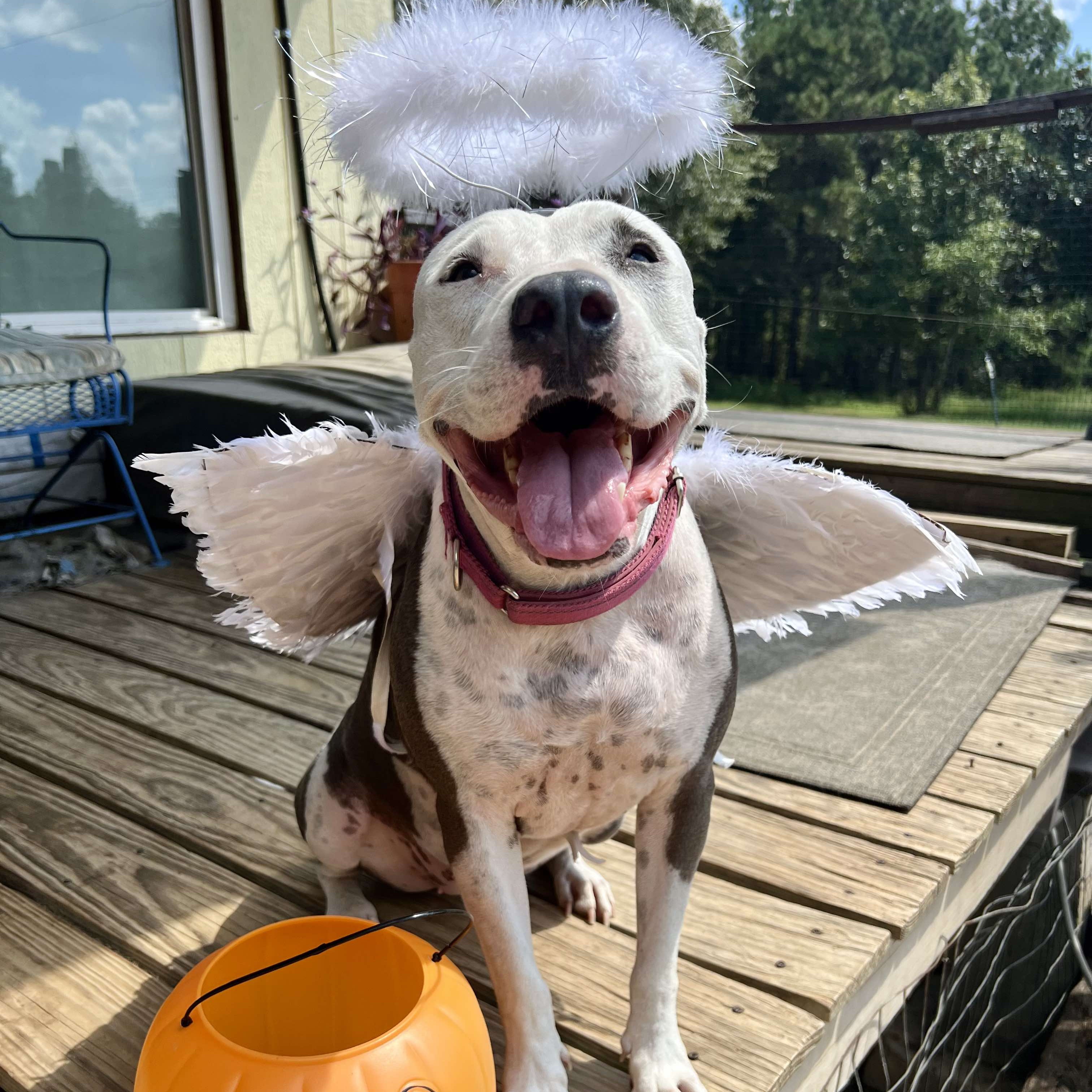 Dog for adoption - Claire, a Staffordshire Bull Terrier & English ...