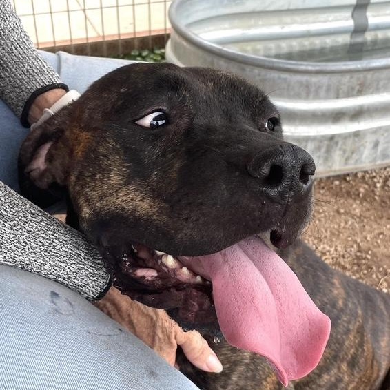 Dog for adoption - Mocha, a Pit Bull Terrier Mix in Hewitt, TX | Petfinder