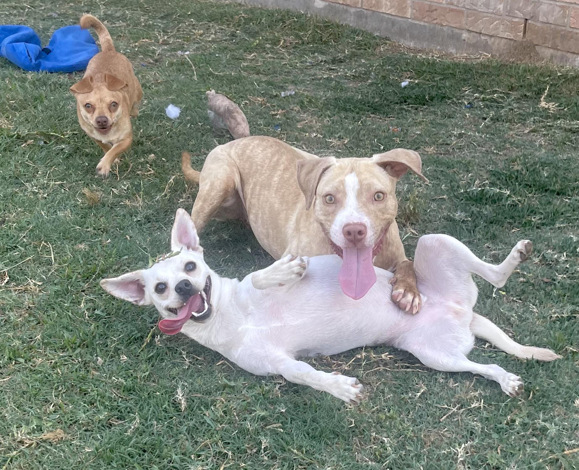 Dog for adoption - Cleo, a Mixed Breed in Falls Church, VA | Petfinder