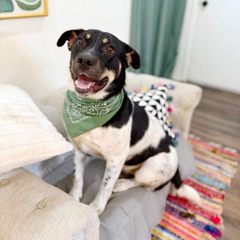 Dog for adoption - Monty Moo Cow, an Australian Cattle Dog / Blue ...