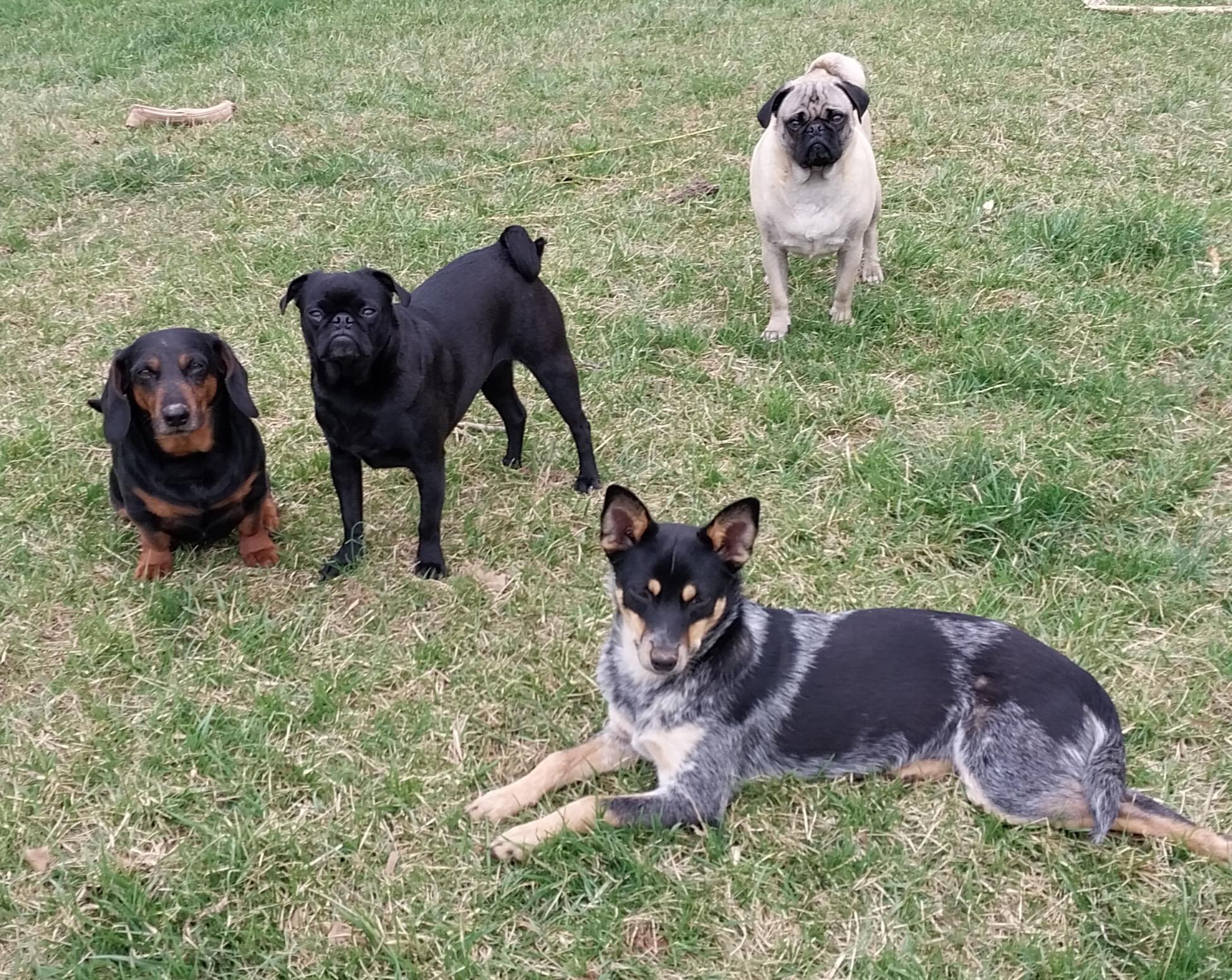 Dog for adoption - Grace, an Australian Cattle Dog / Blue Heeler Mix in ...