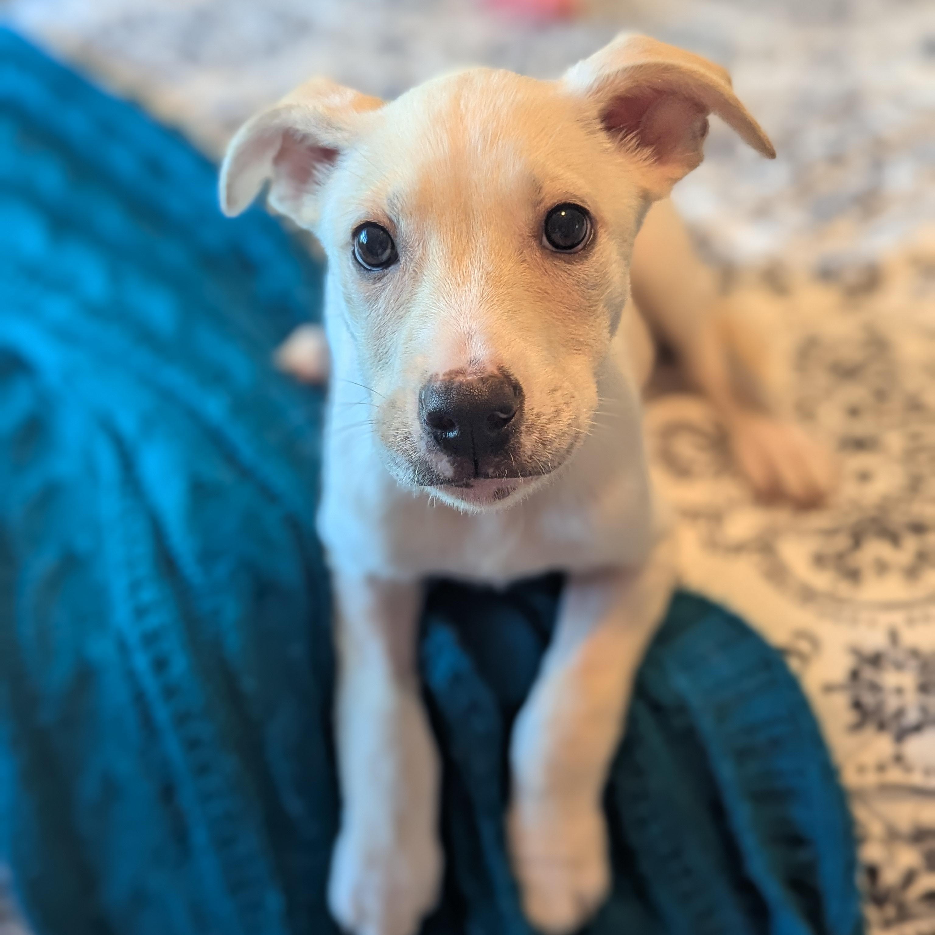 Dog for adoption - Posh, a Yellow Labrador Retriever & American ...