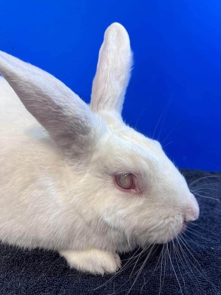 Rabbit for adoption - Miso, a New Zealand in St. Charles, MO | Petfinder