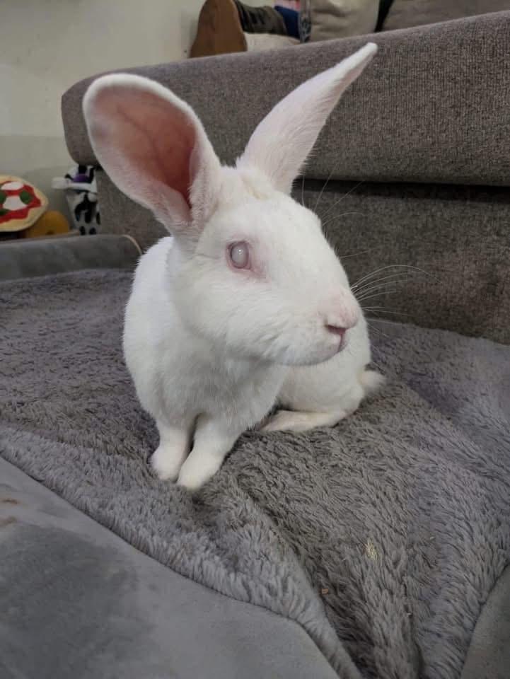 Rabbit for adoption - Miso, a New Zealand in St. Charles, MO | Petfinder