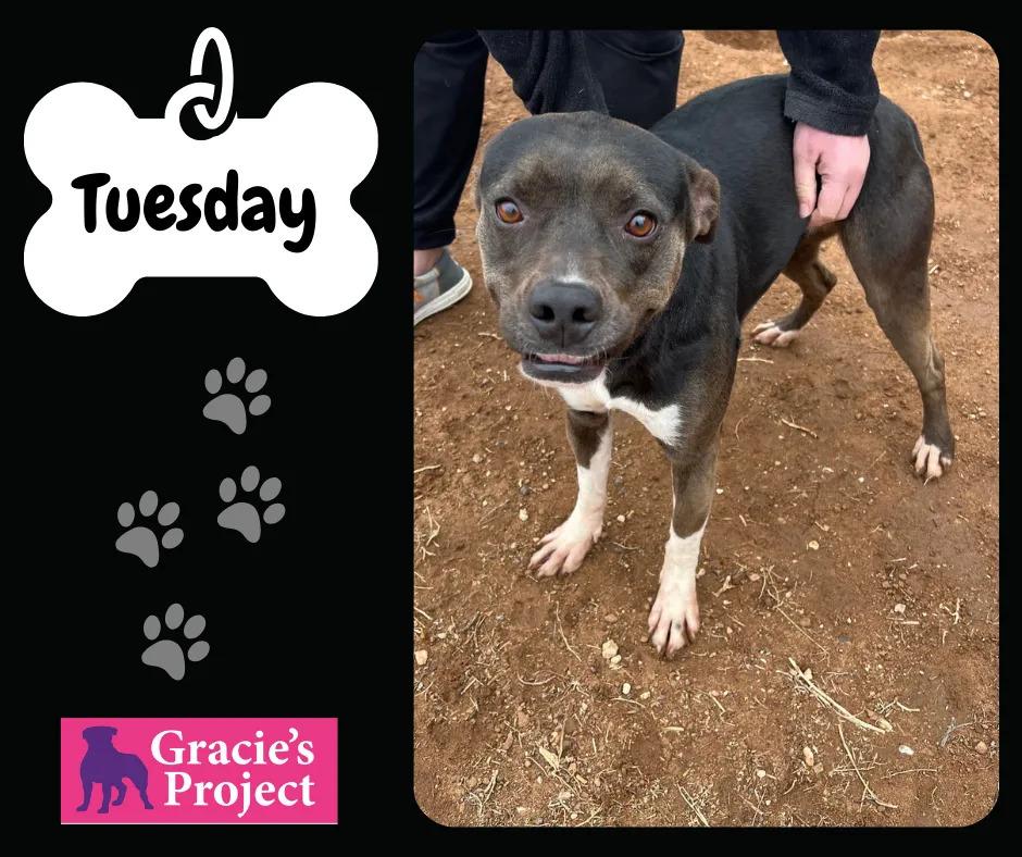 Dog for adoption - Tuesday, a Pit Bull Terrier Mix in Cleveland, OH ...