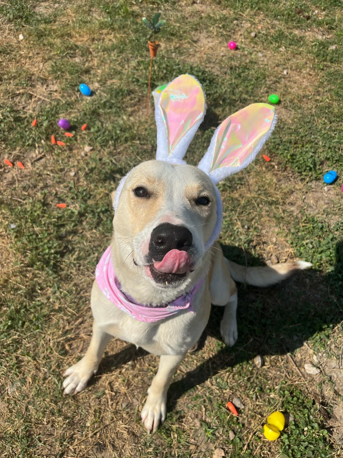 Dog for adoption - Pearl, a Labrador Retriever & Carolina Dog Mix in Seattle , WA | Petfinder