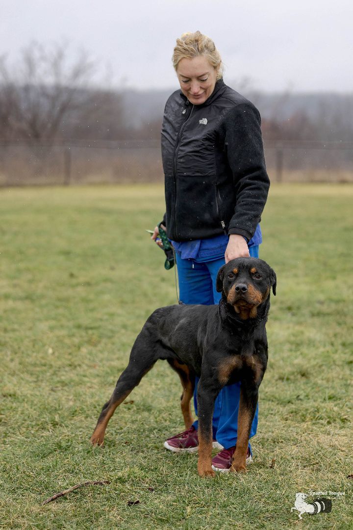 Dog for adoption - Camo, a Rottweiler in Manlius, NY | Petfinder