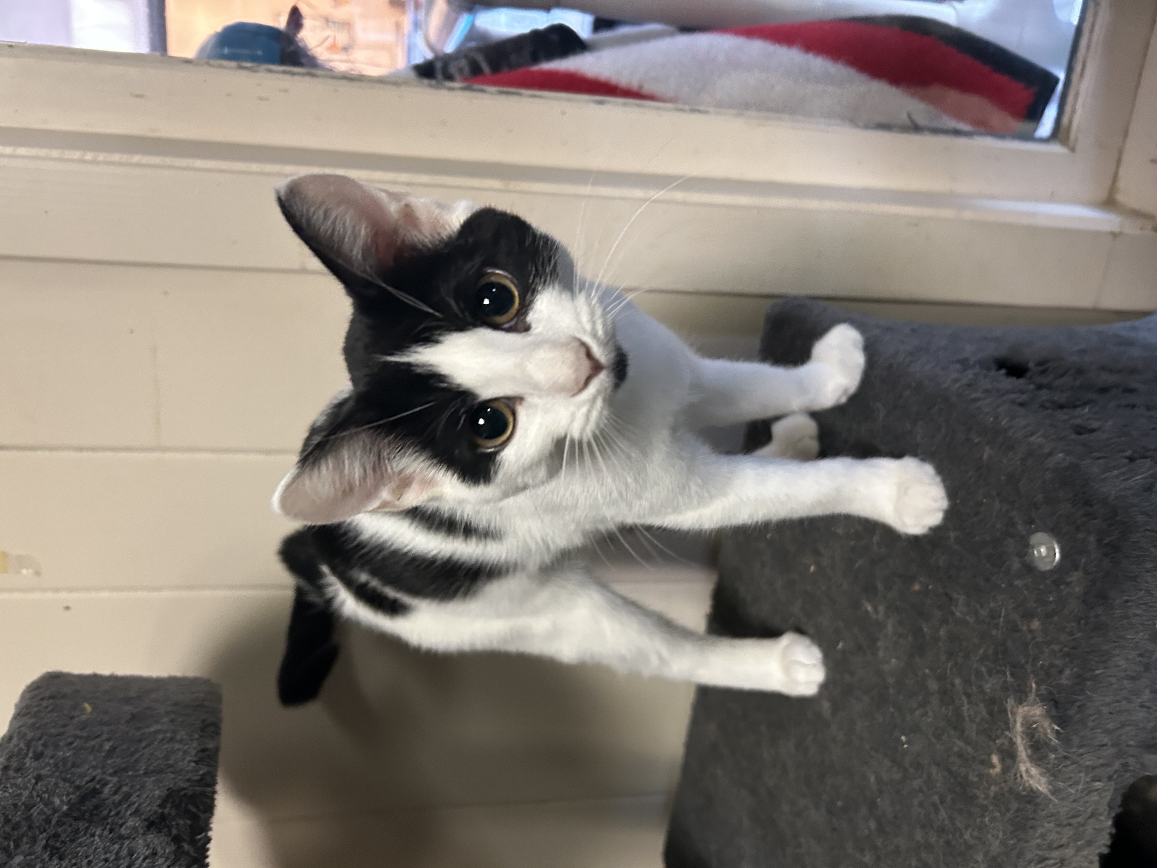Cat for adoption - Brave, a Domestic Short Hair in Leavenworth, KS ...