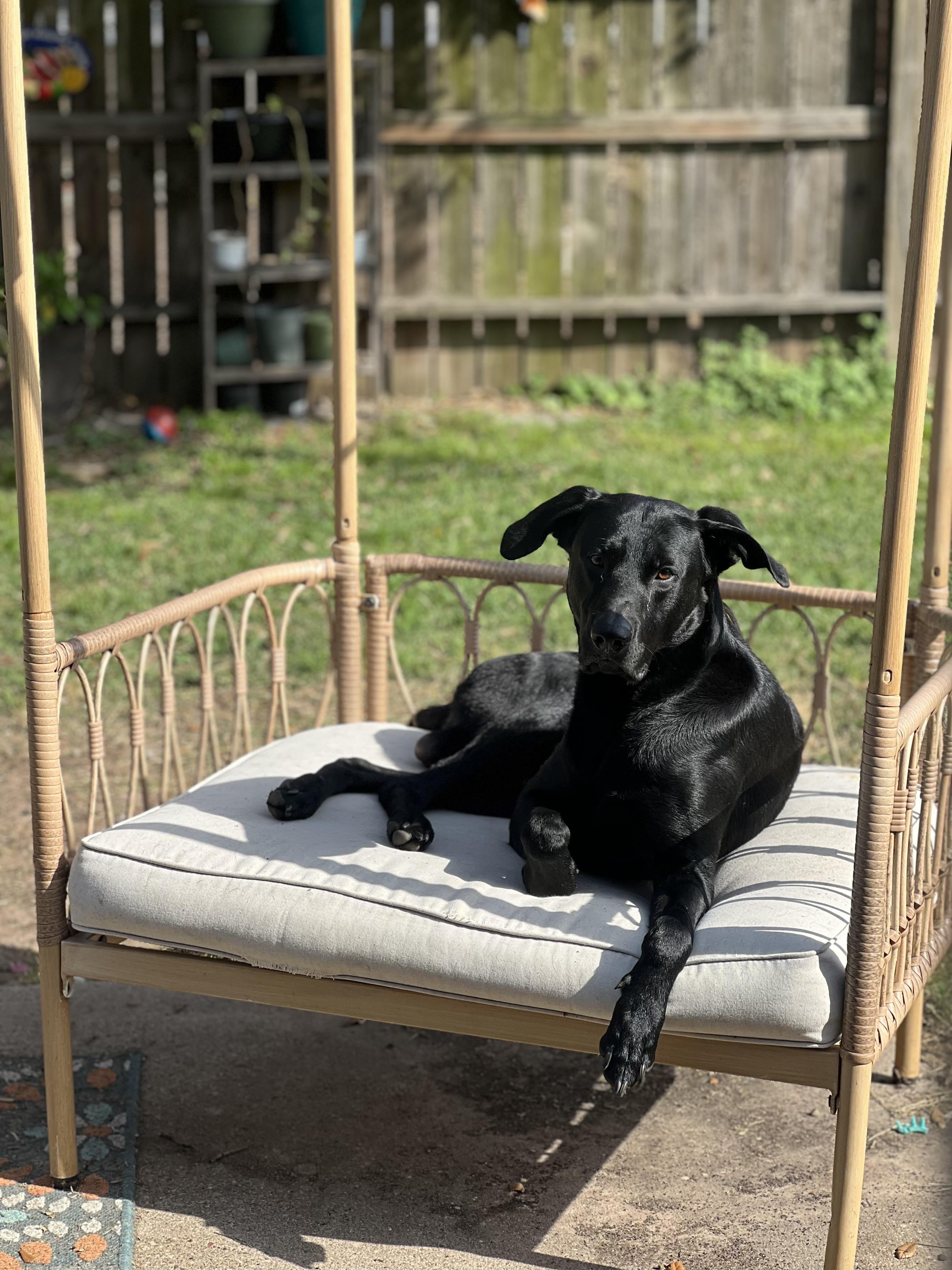 Dog for adoption - Zeus, a Labrador Retriever Mix in Buffalo, NY ...