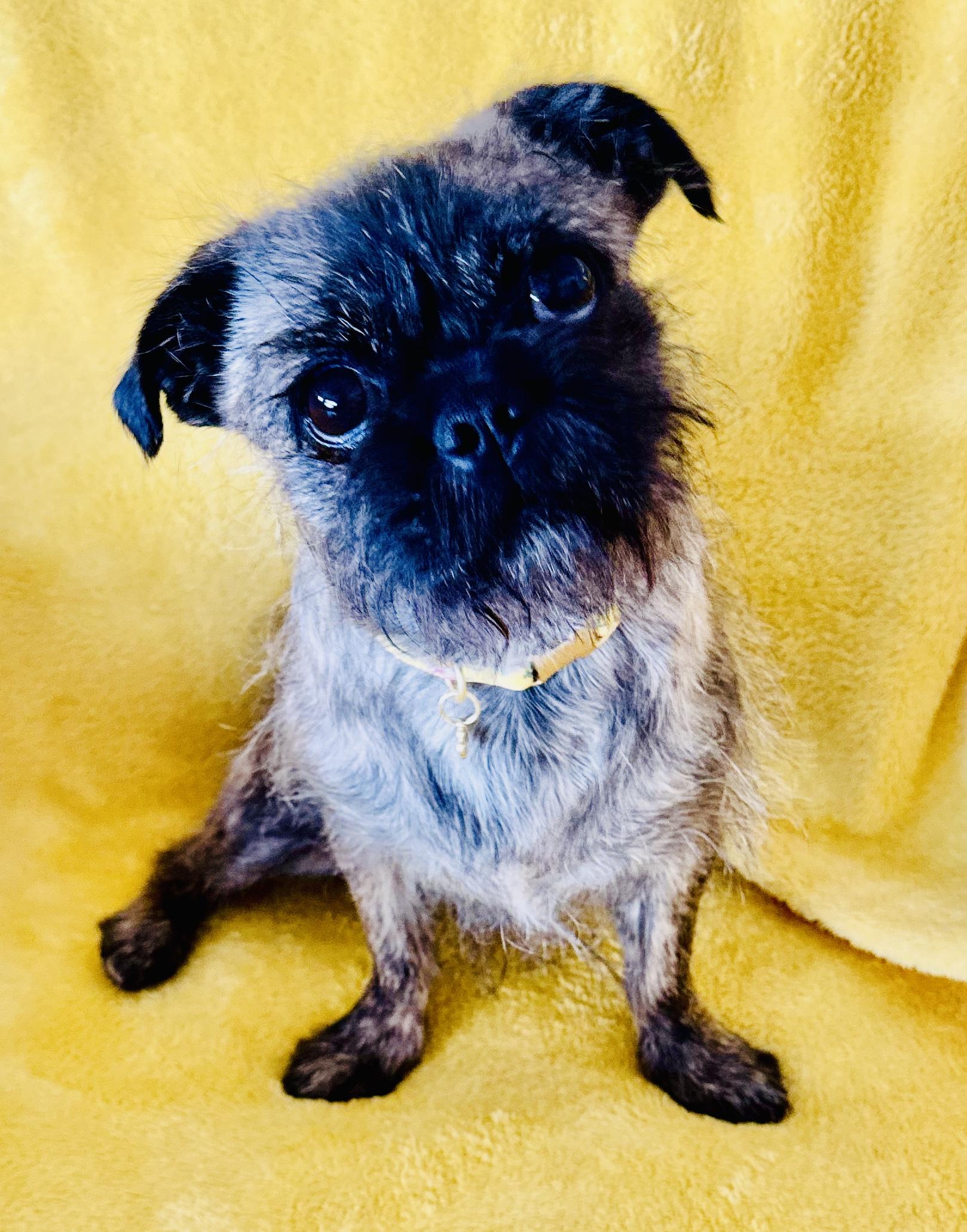 Dog for adoption - Yasmin, a Brussels Griffon & Pug Mix in Milwaukee ...