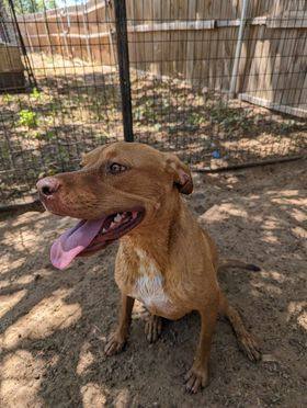 Dog for adoption - Cherry, a Labrador Retriever & Shepherd Mix in ...