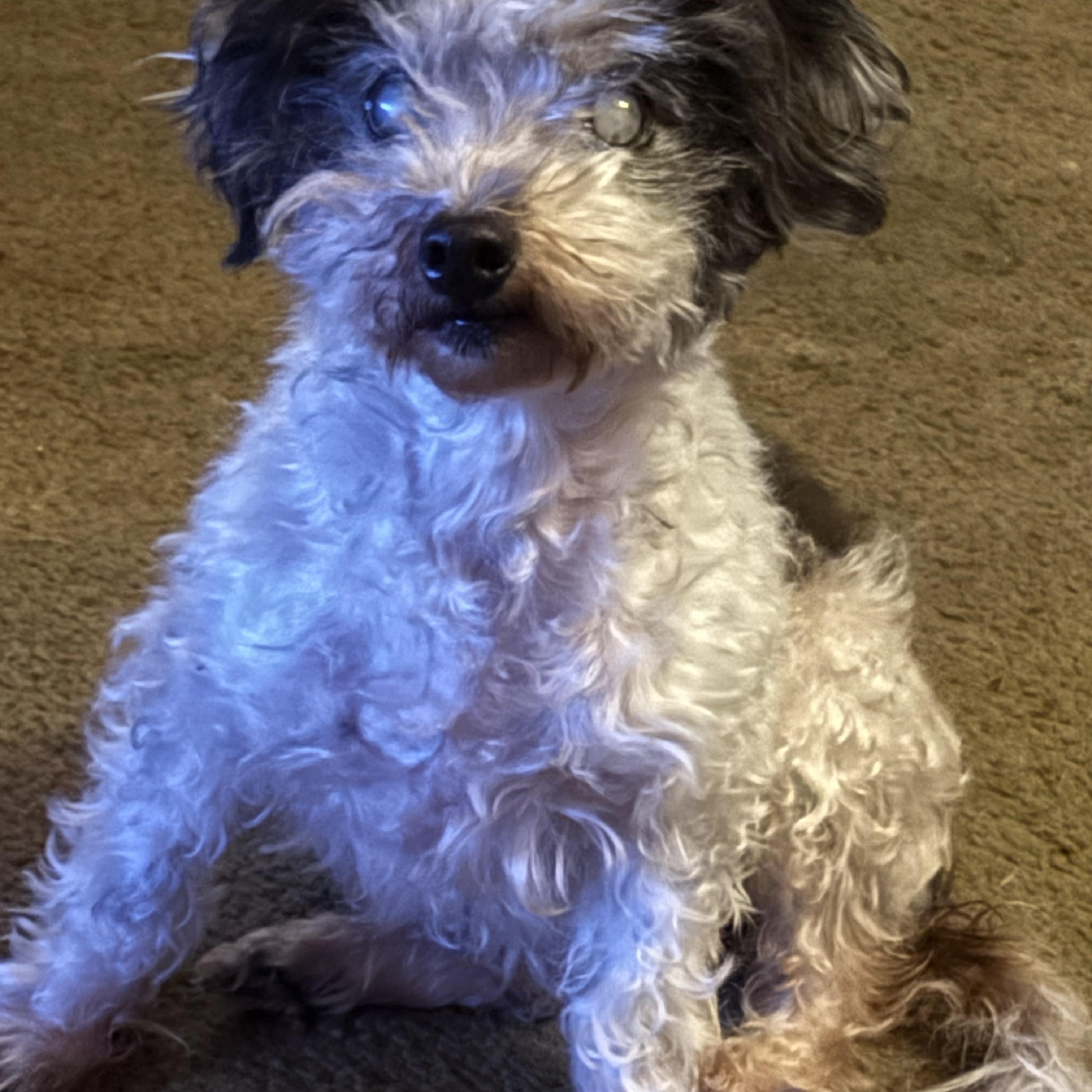Dog for adoption - Oreo, a Miniature Poodle in Studio City, CA | Petfinder