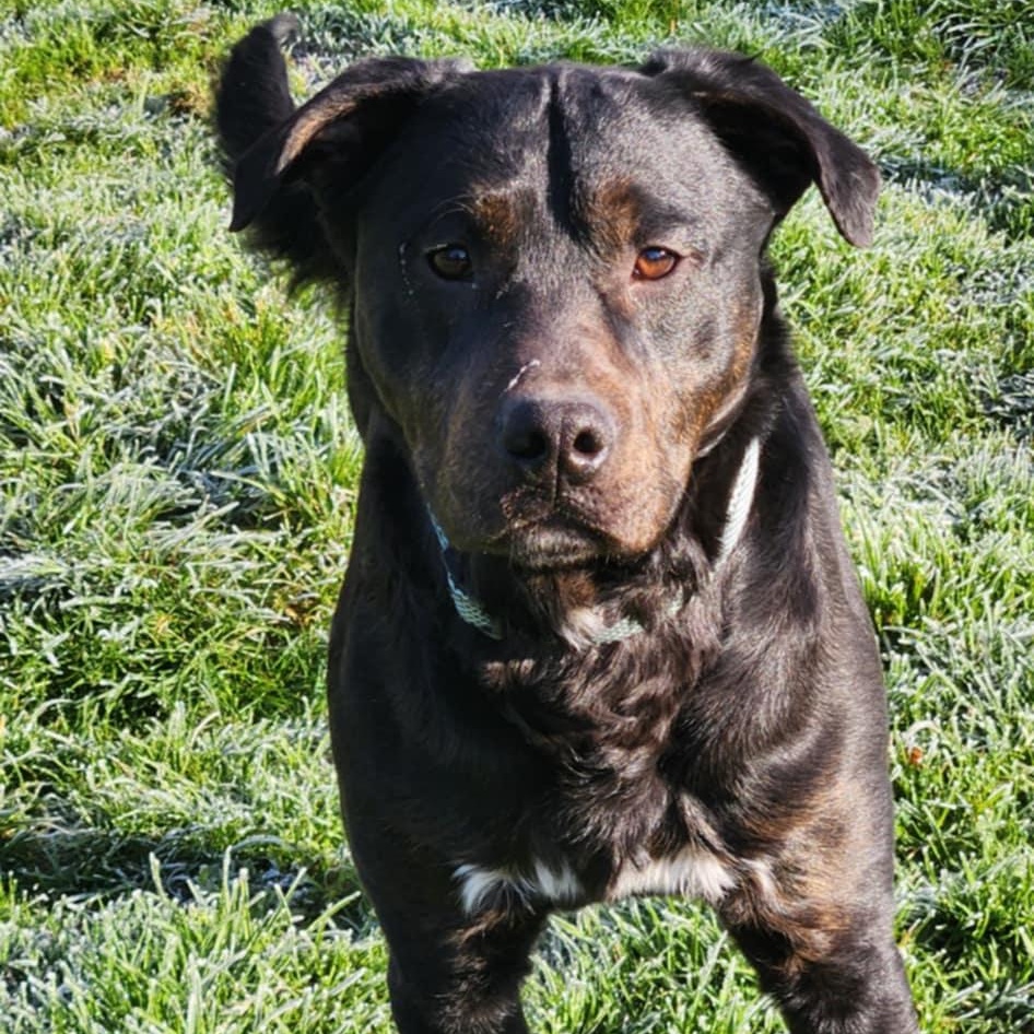 Dog for adoption - Henry, a Mixed Breed in Rochester, WA | Petfinder