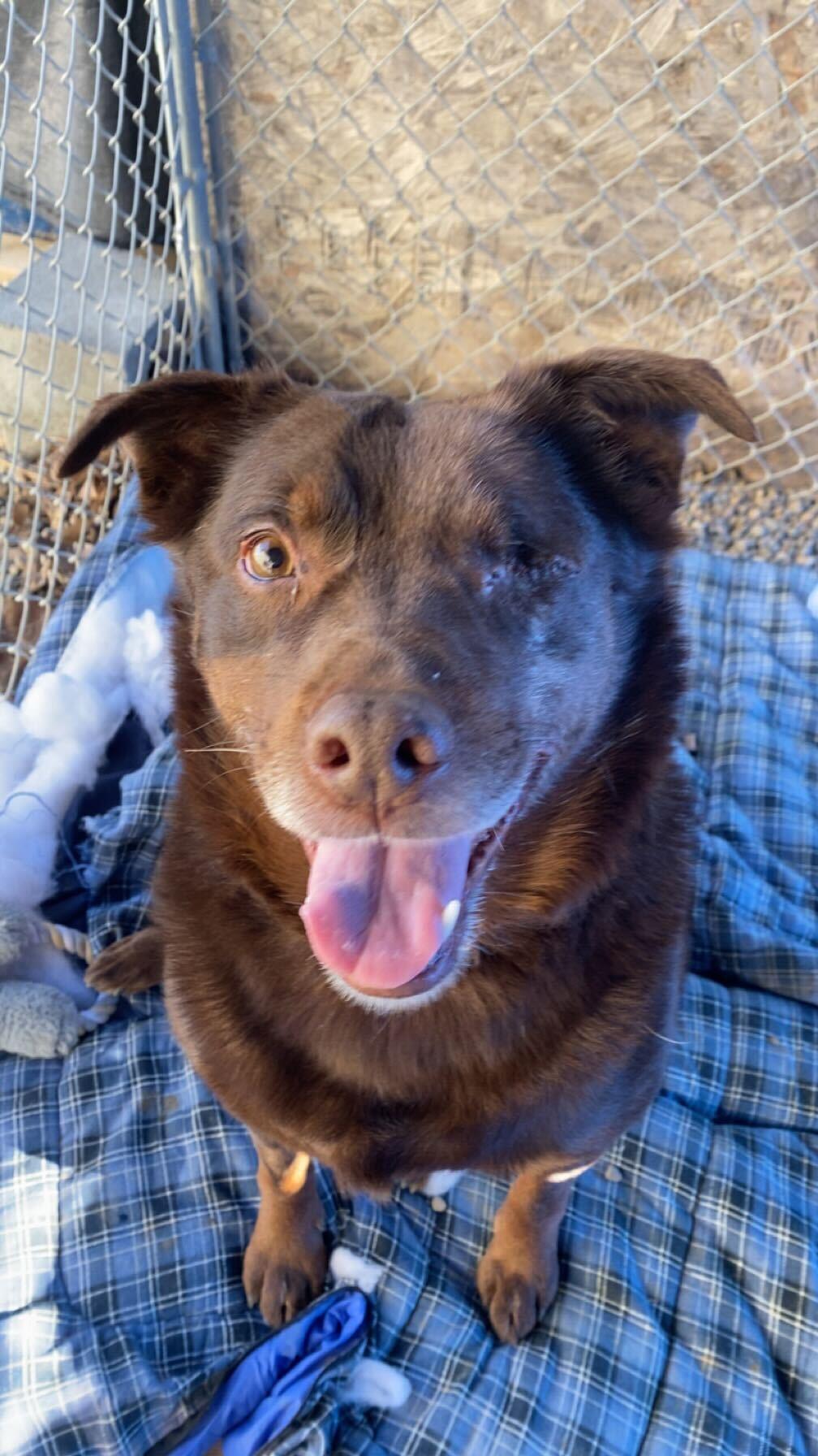 Dog for adoption - Darby, a Chocolate Labrador Retriever Mix in Brooks ...