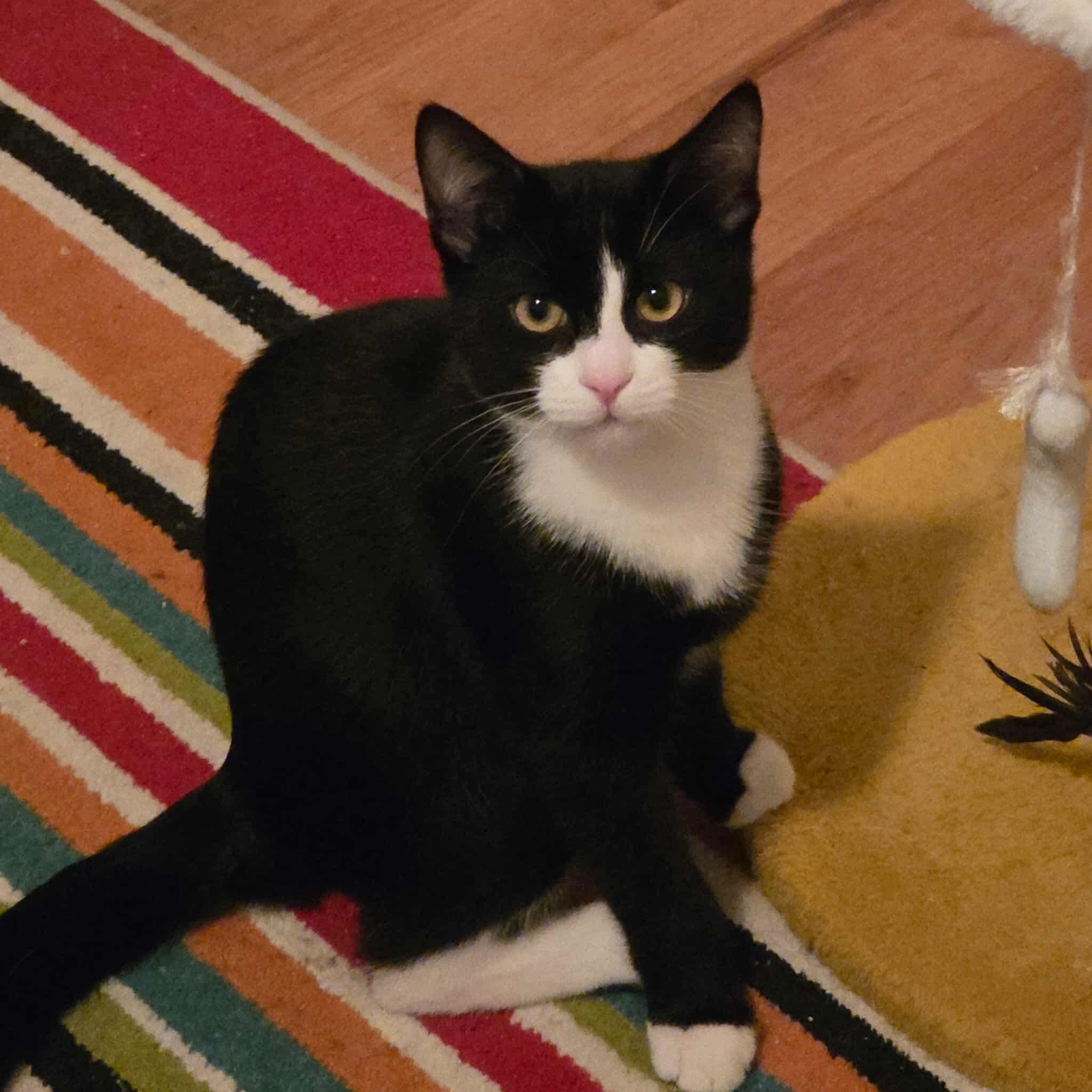 Cat for adoption - Tony - Young Friends Litter, a Domestic Short Hair ...