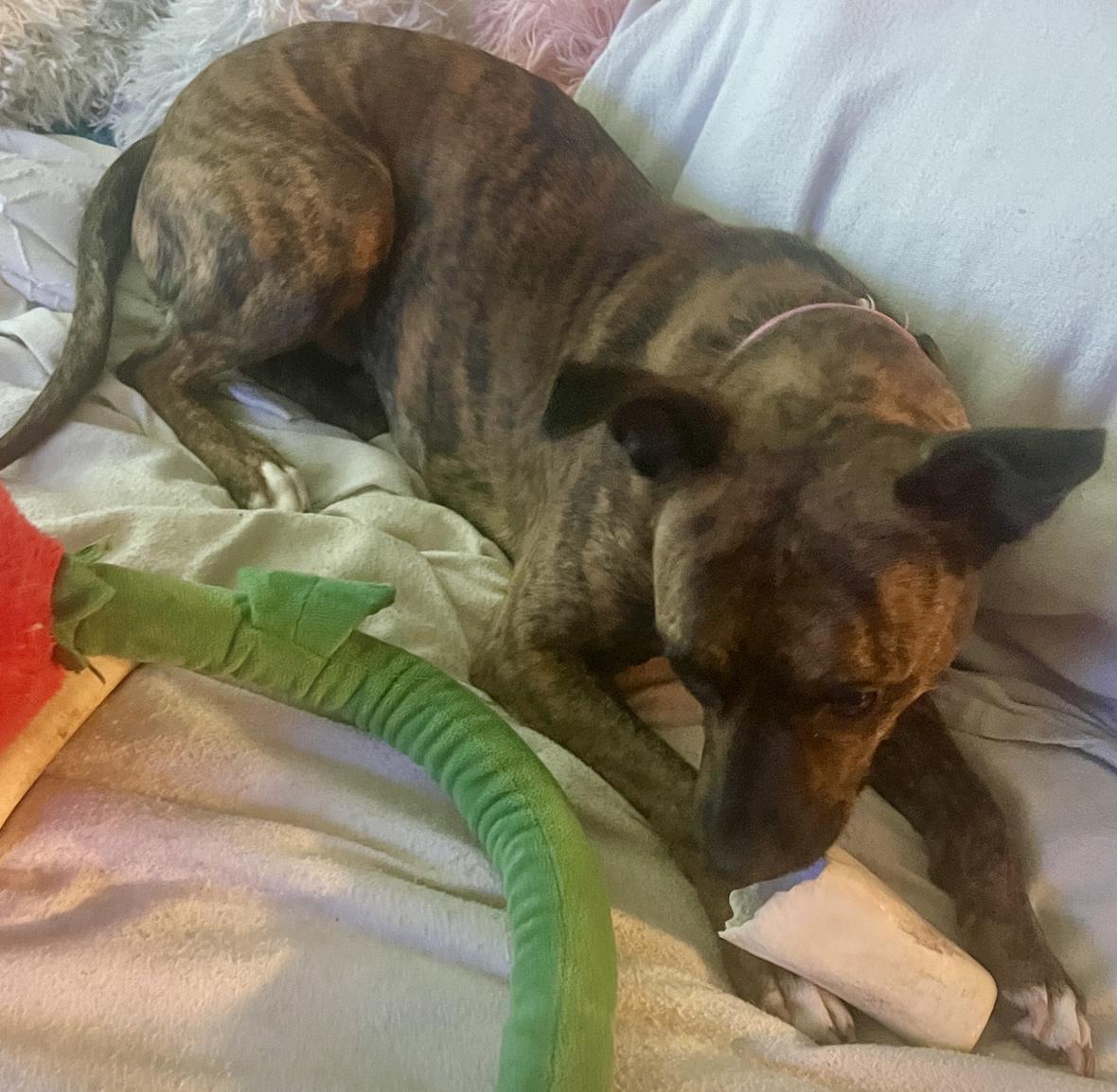 Dog for adoption - Bella, an American Staffordshire Terrier in North ...
