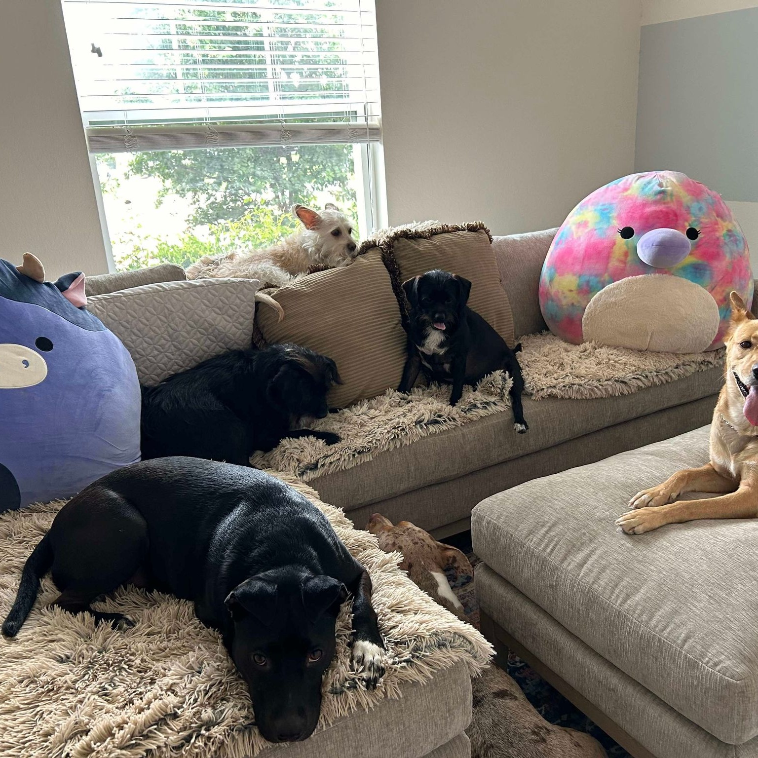 Dog for adoption - Duque, a Black Labrador Retriever Mix in Morrison ...