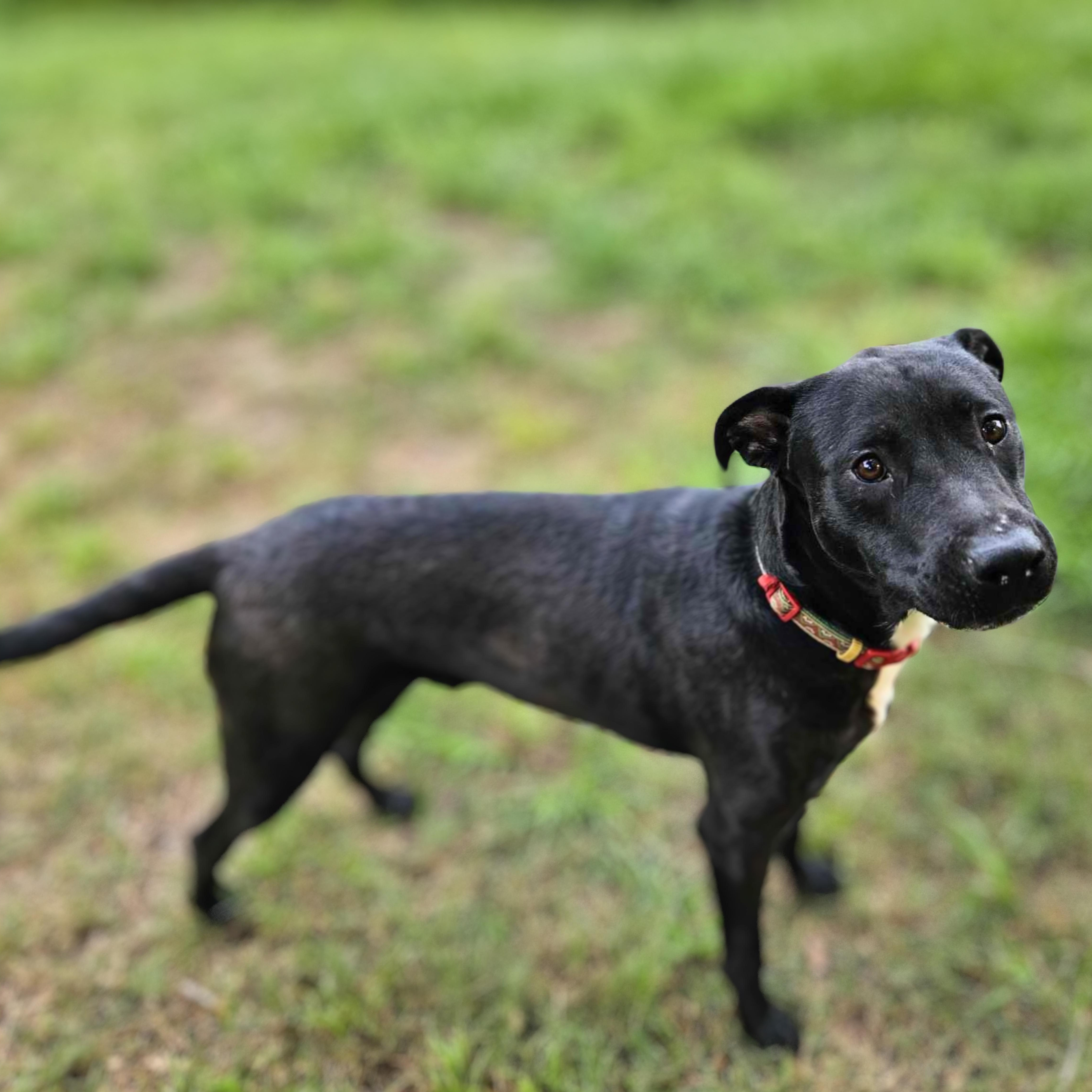 Dog for adoption - Duque, a Black Labrador Retriever Mix in Morrison ...