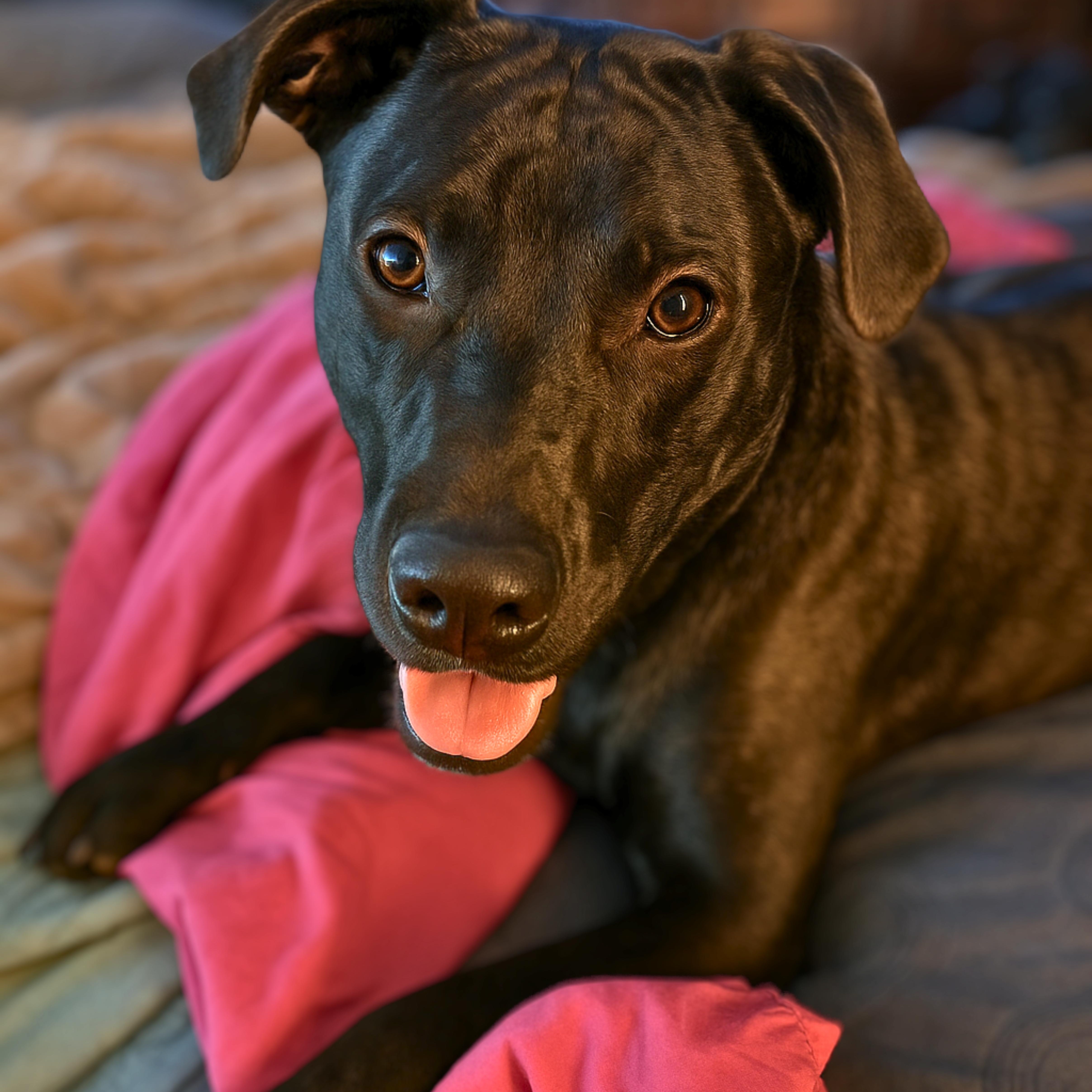 Dog for adoption - Duque, a Black Labrador Retriever Mix in Morrison ...