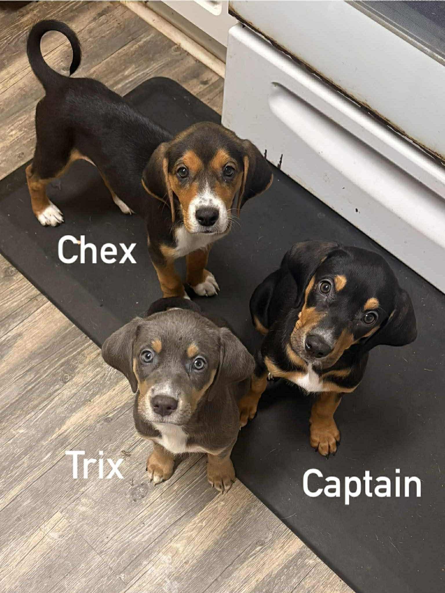 Dog for adoption - Chex, a Hound Mix in Douglas, MA | Petfinder