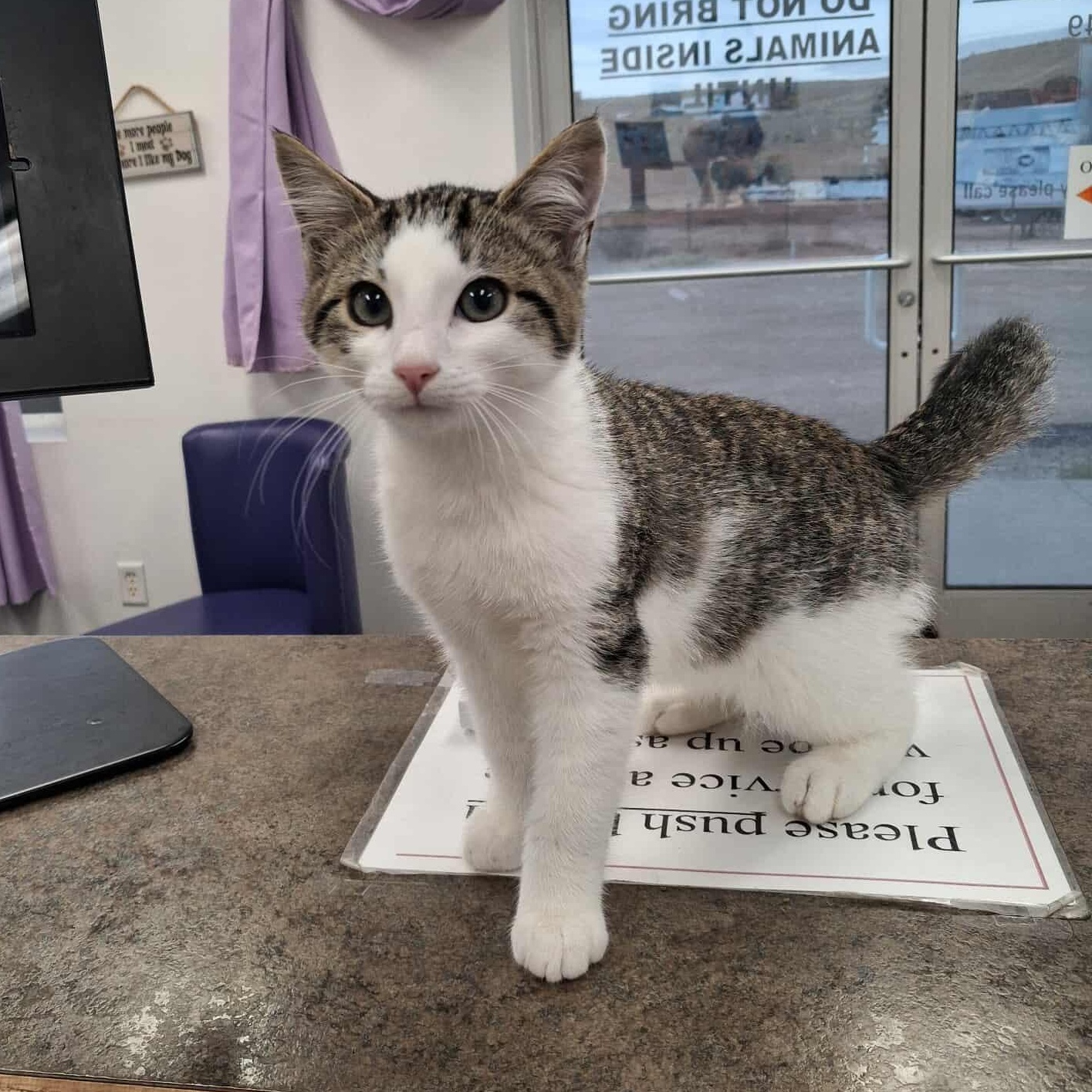 Cat for adoption - Luigi, a Domestic Short Hair in Roosevelt, UT | Petfinder