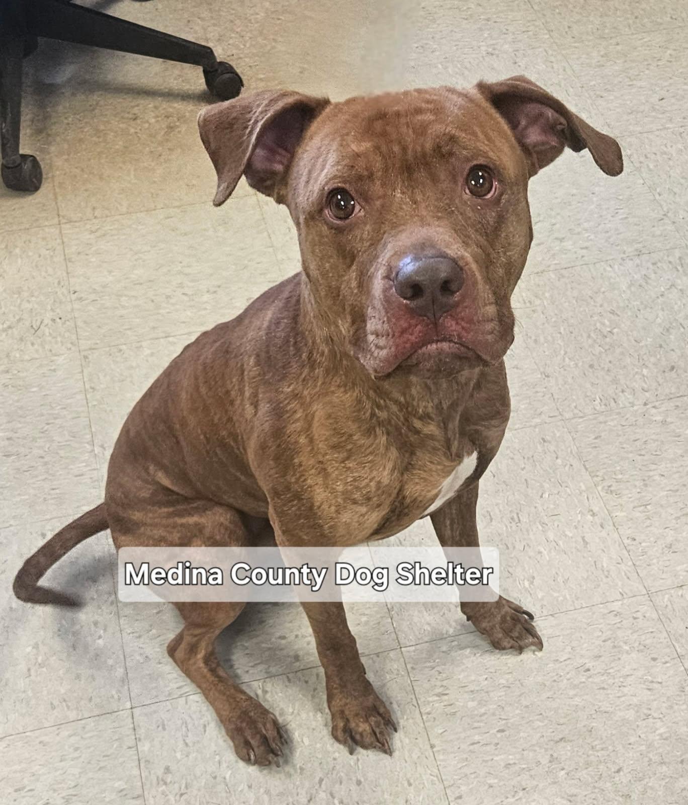 Dog for adoption - Dozer, a Pit Bull Terrier Mix in Medina, OH | Petfinder